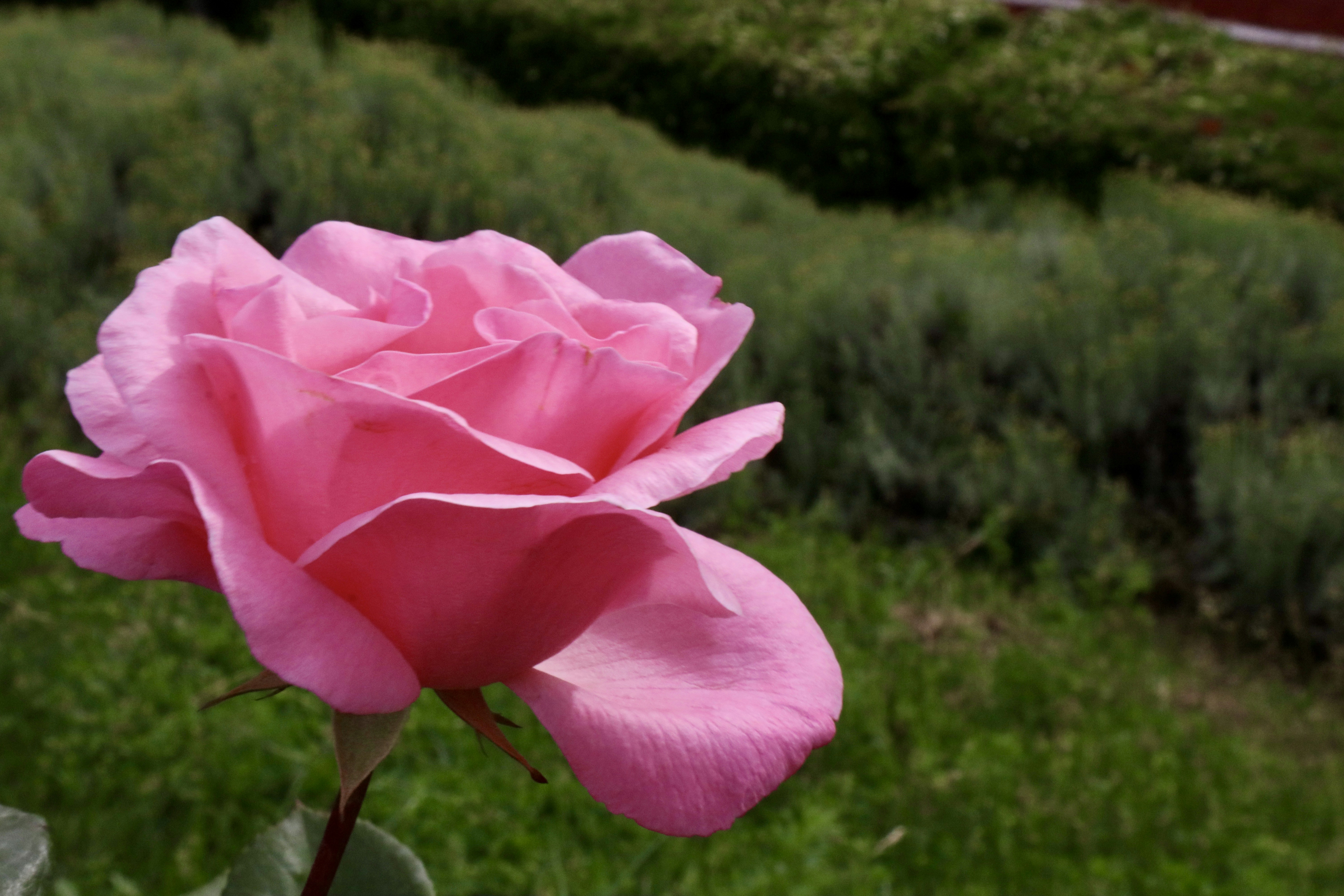 Whispers of Spring: A Blooming Rose