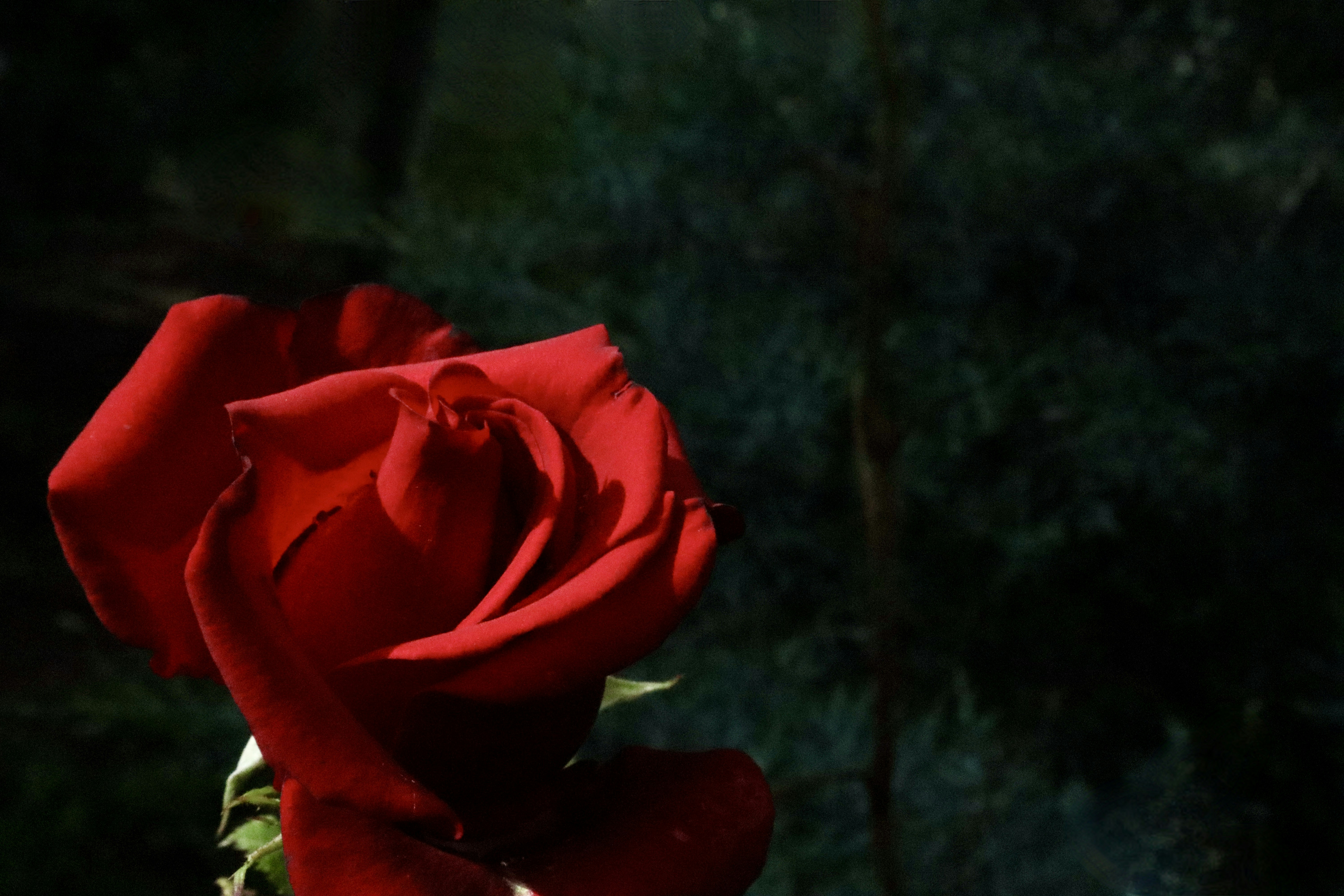 A single red rose against dark foliage.