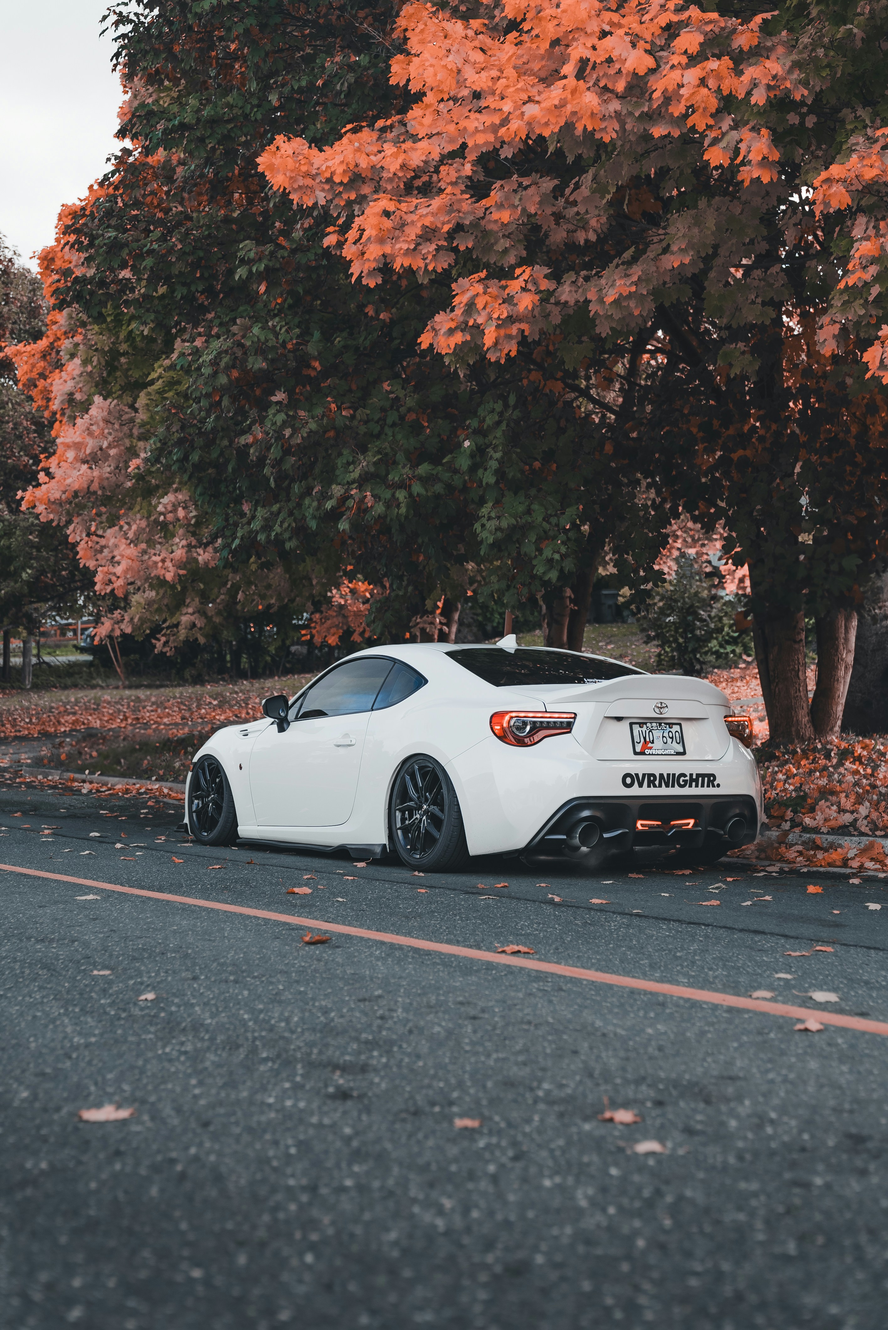 Autumn's Embrace: The White Sentinel