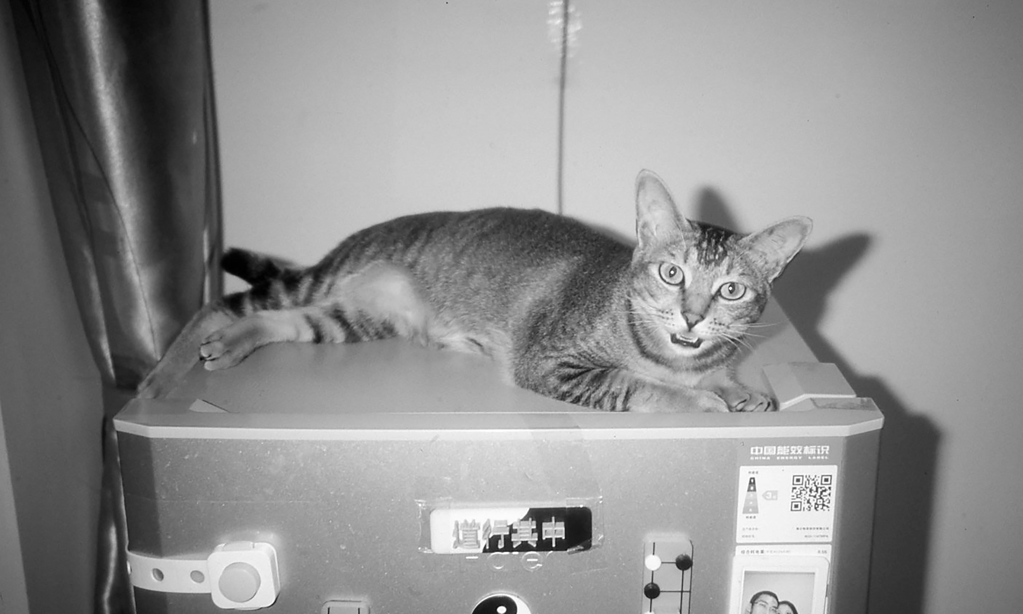 Rolling around coquettishly on top of the refrigerator. | A tabby cat rests on top of a machine.