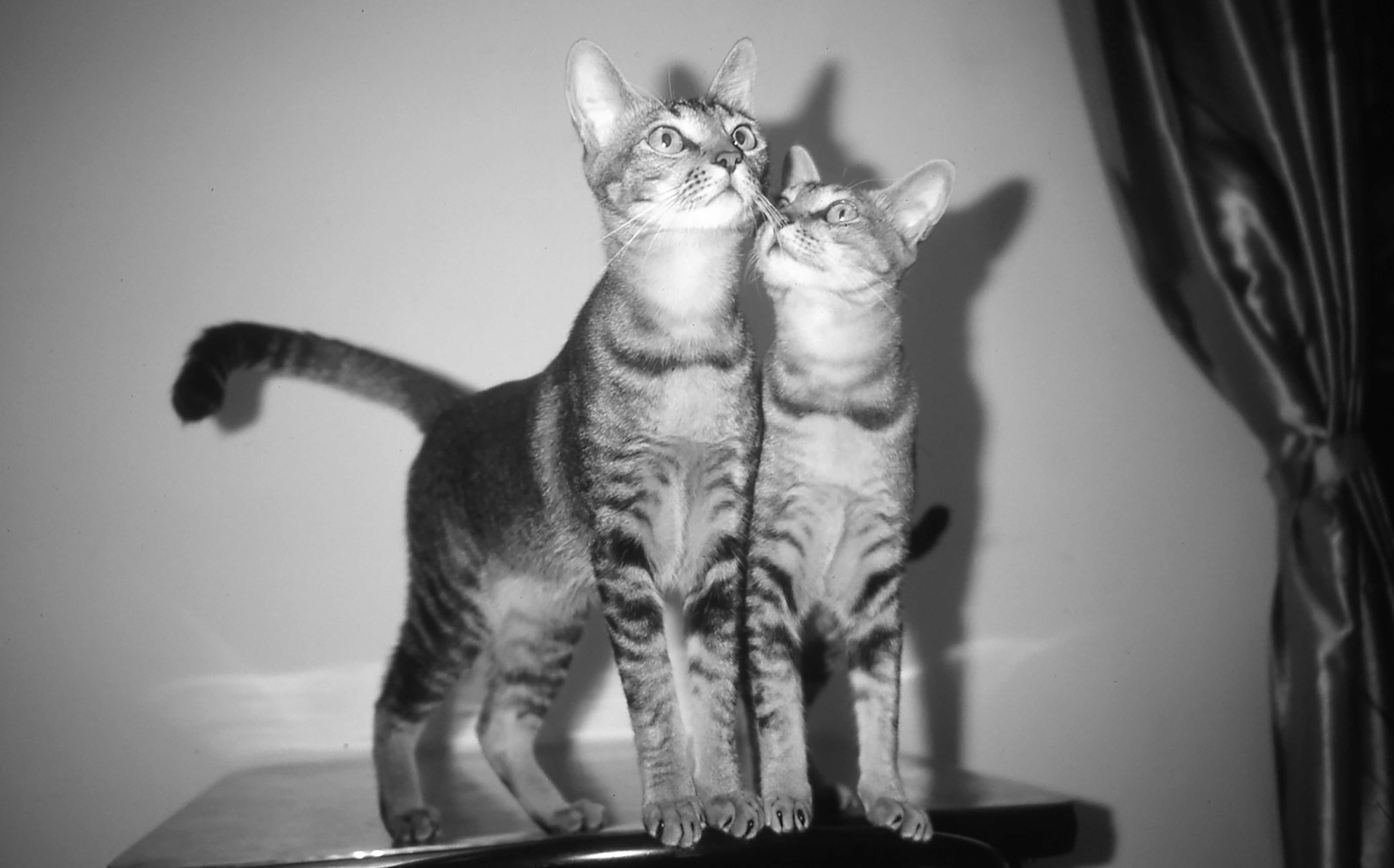 Two tabby cats standing close together, gazing upwards with curiosity. The image is presented in black and white, highlighting their expressive features.