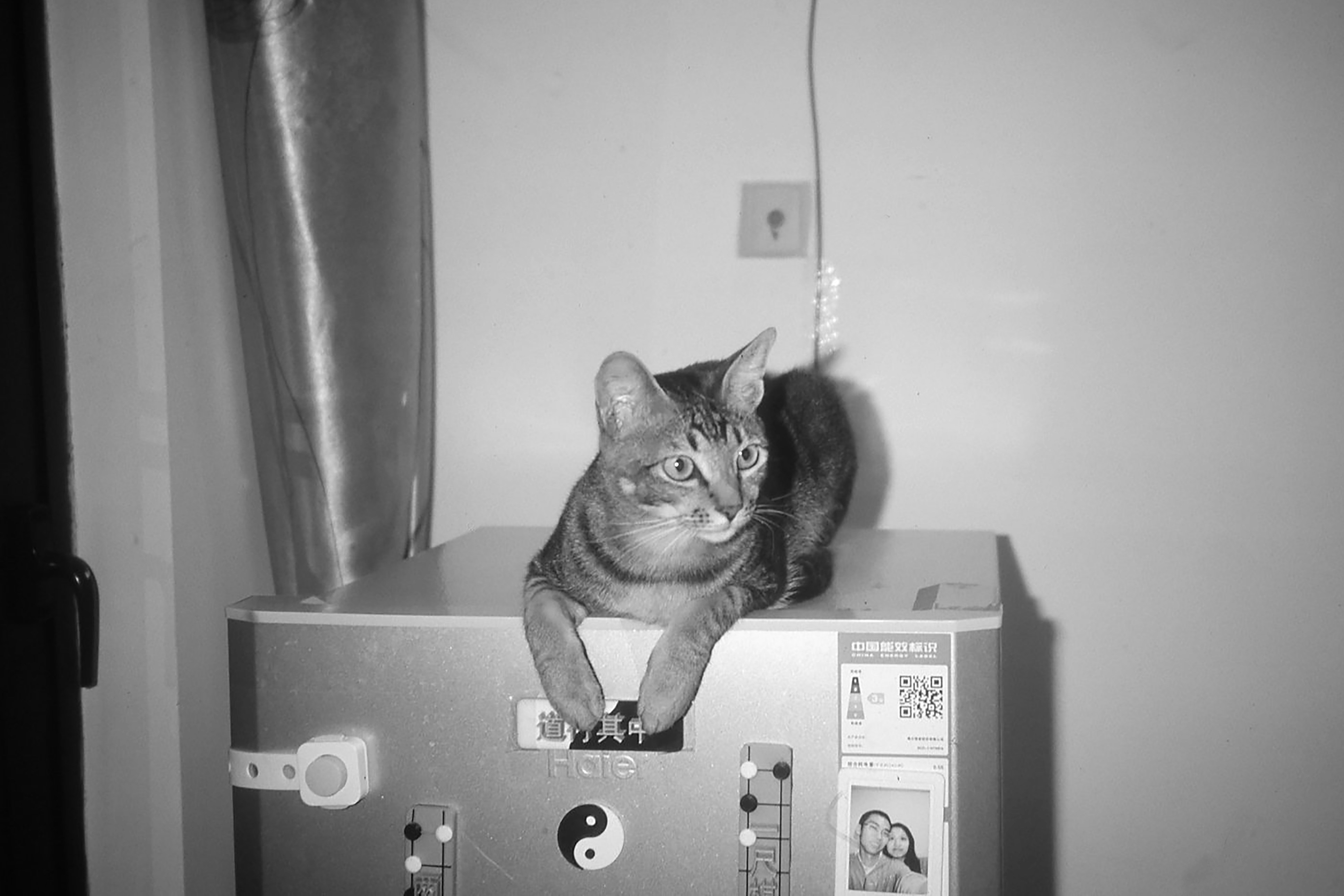 With paws resting gently together, completely at ease.