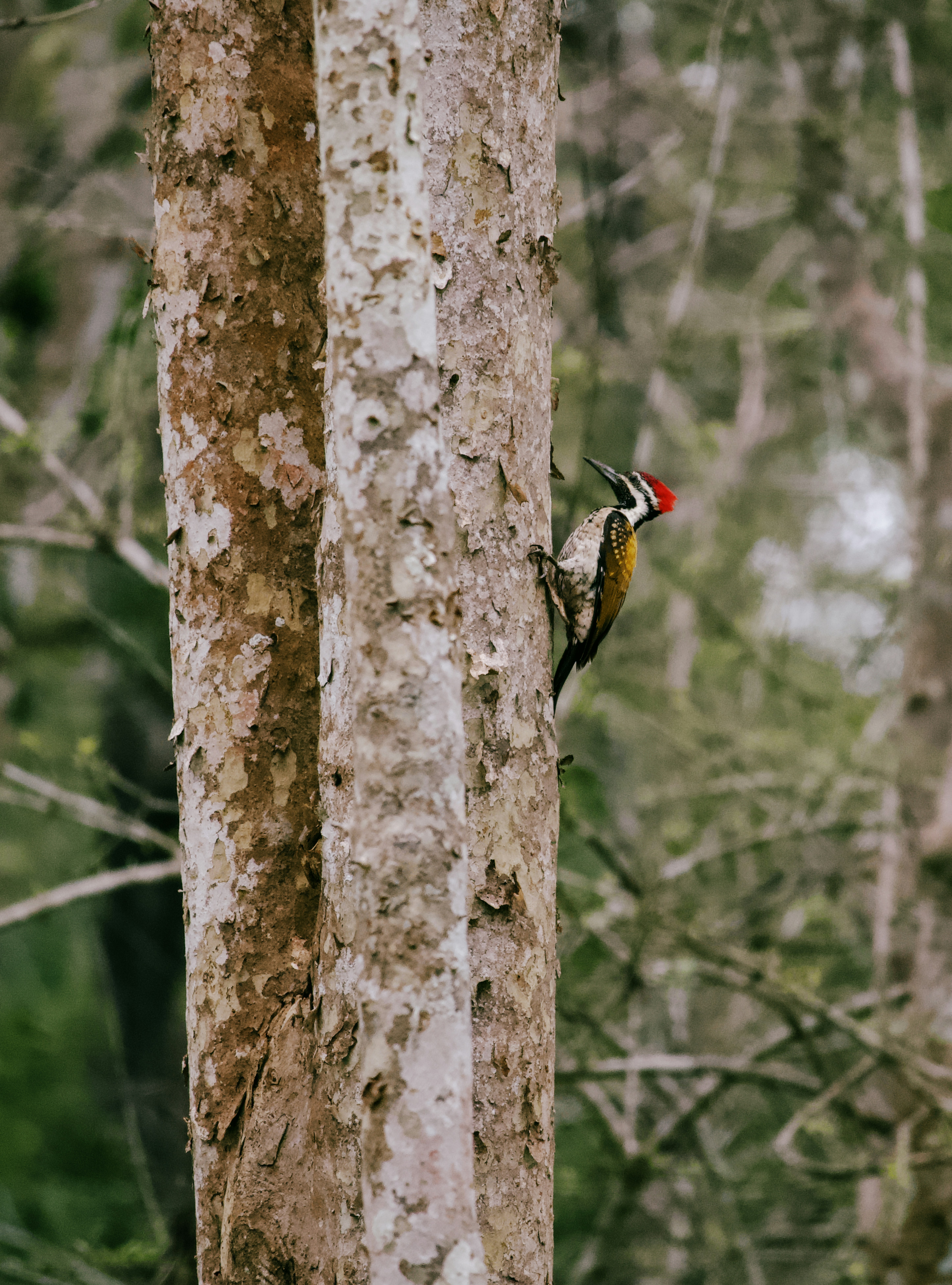 The Woodpecker's Serenade