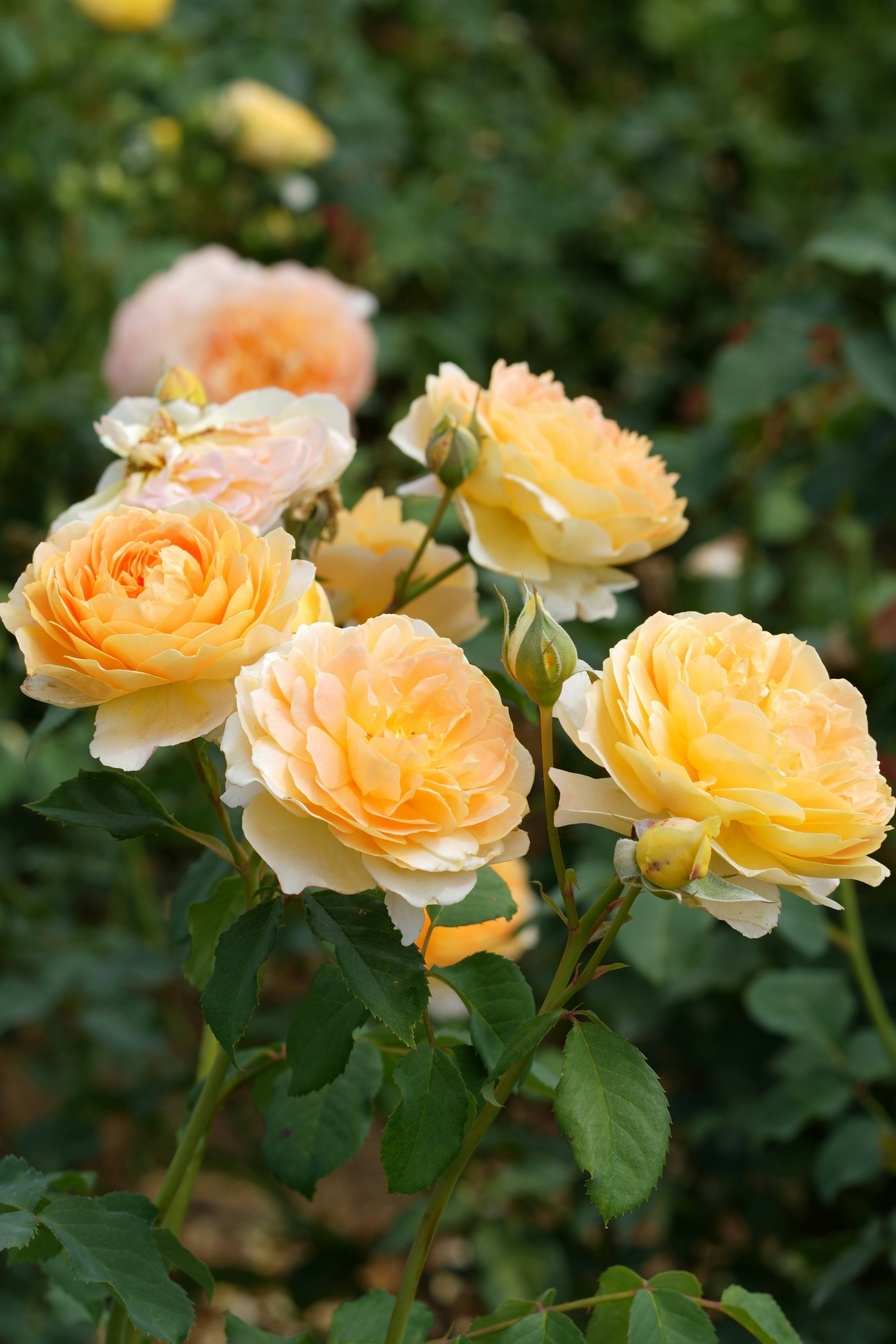 A cluster of delicate yellow roses in bloom.