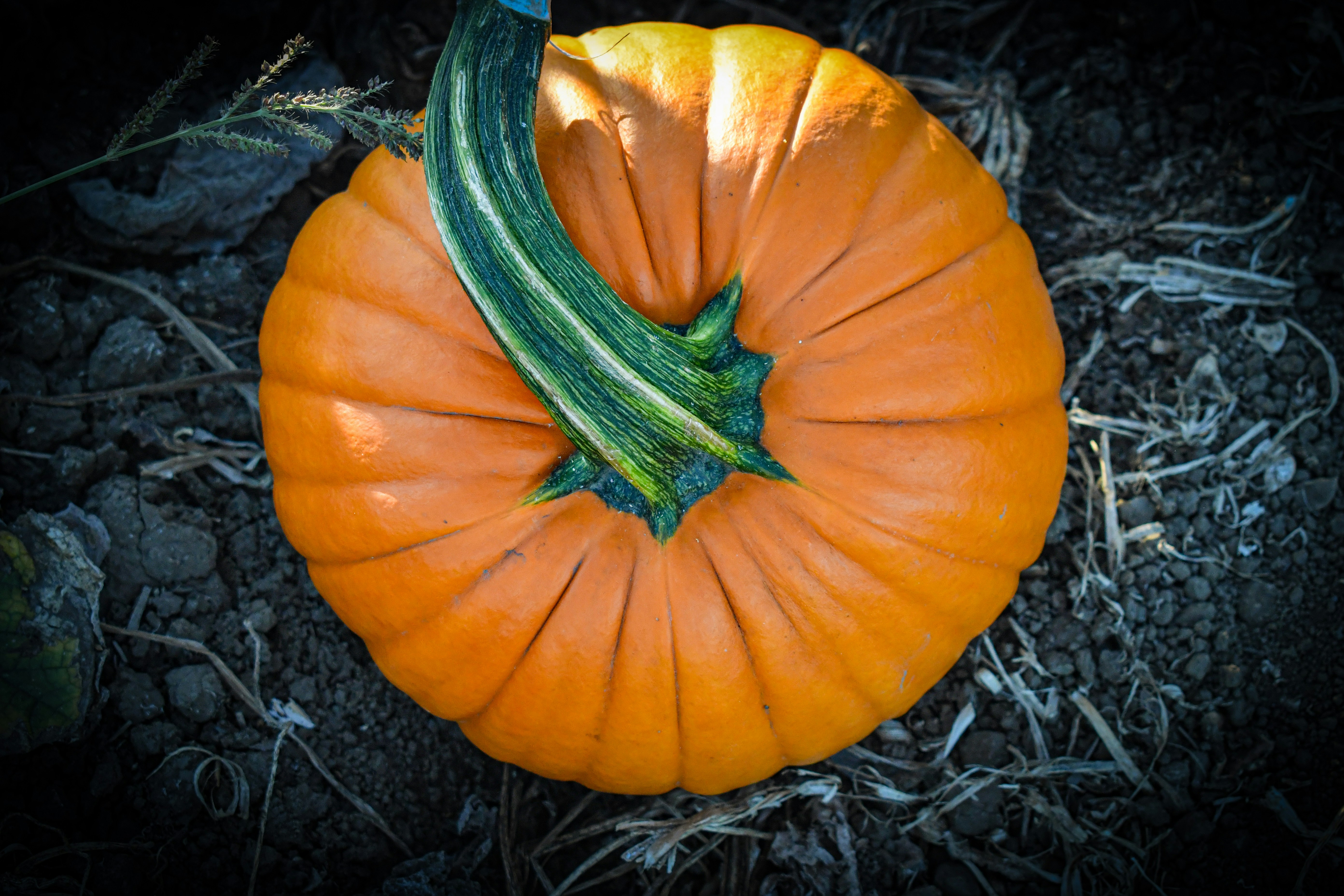 Pumpkin Halloween Orange | A single orange pumpkin with a green stem.