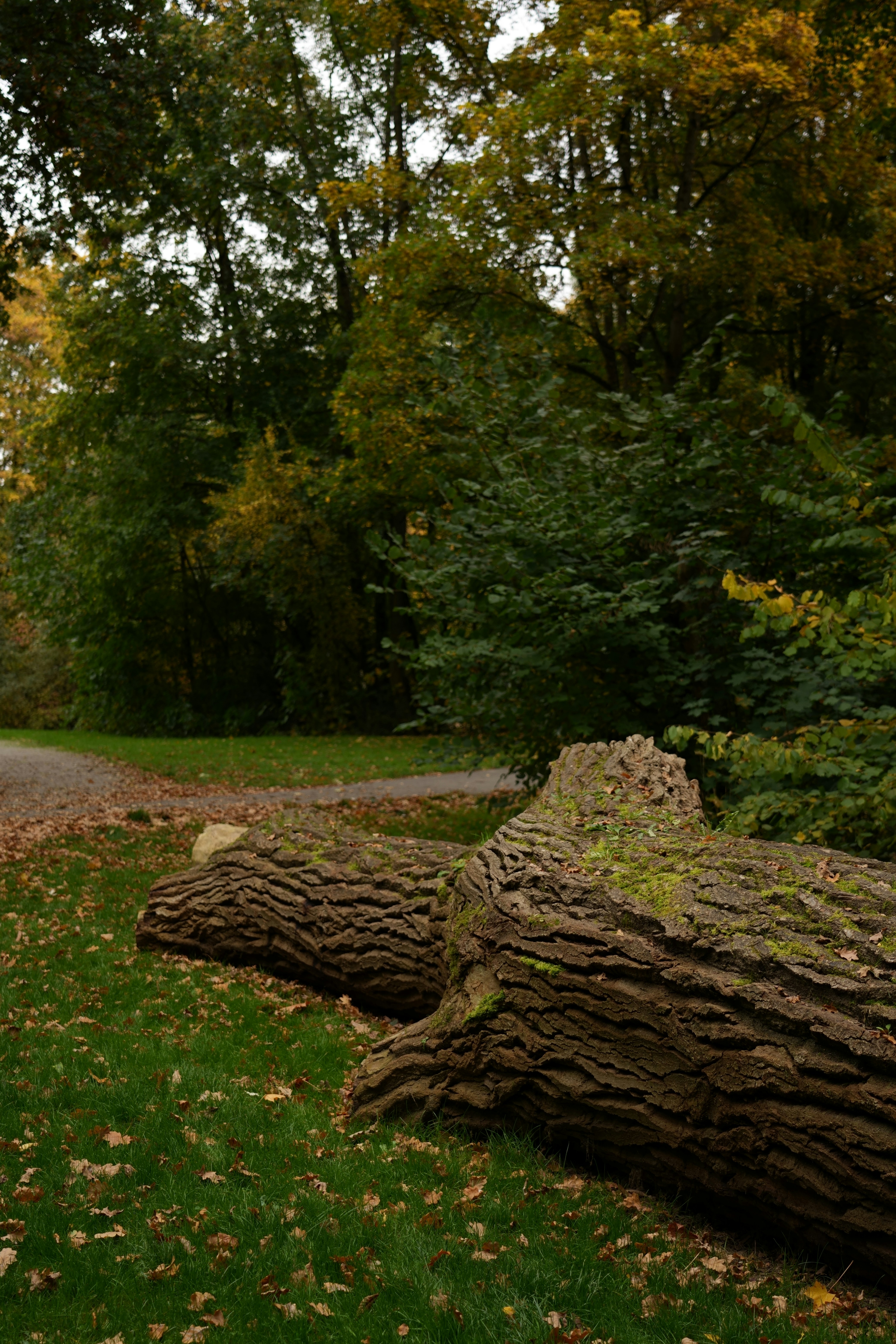 Nature's Resilience: The Fallen Giant