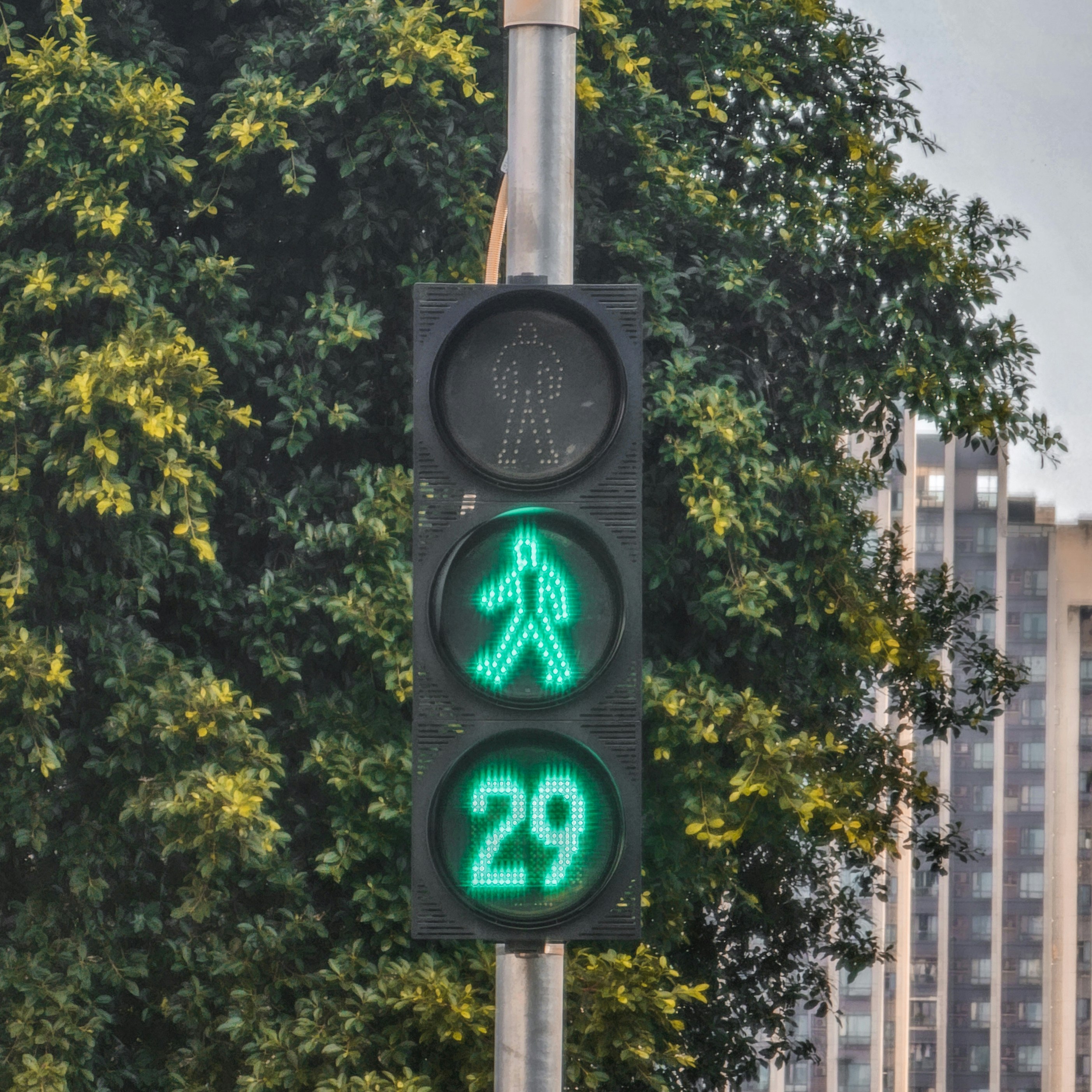 Green pedestrian traffic light with countdown timer counting down