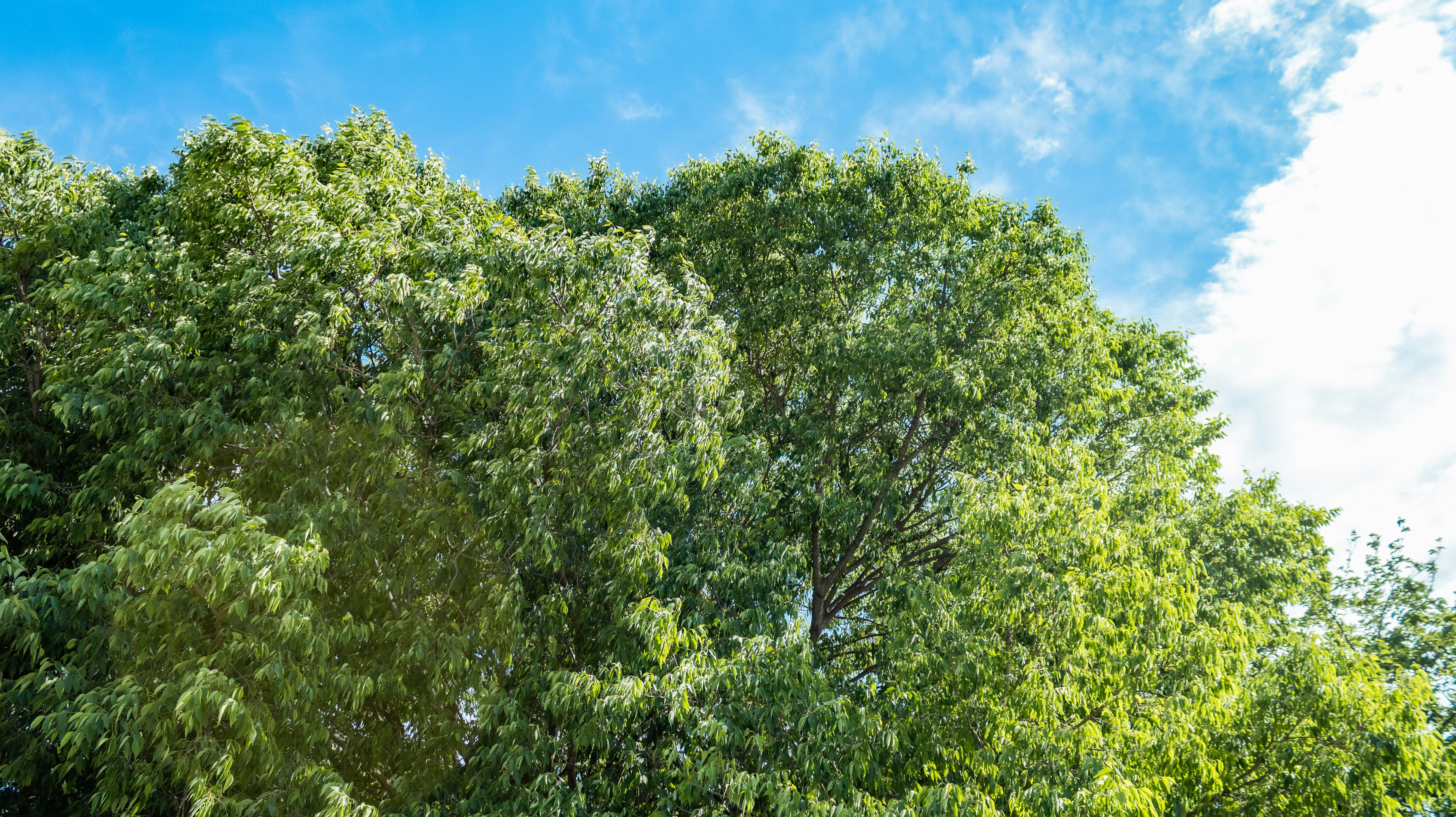 Canopy Crown Against a Crystalline Blue Sky