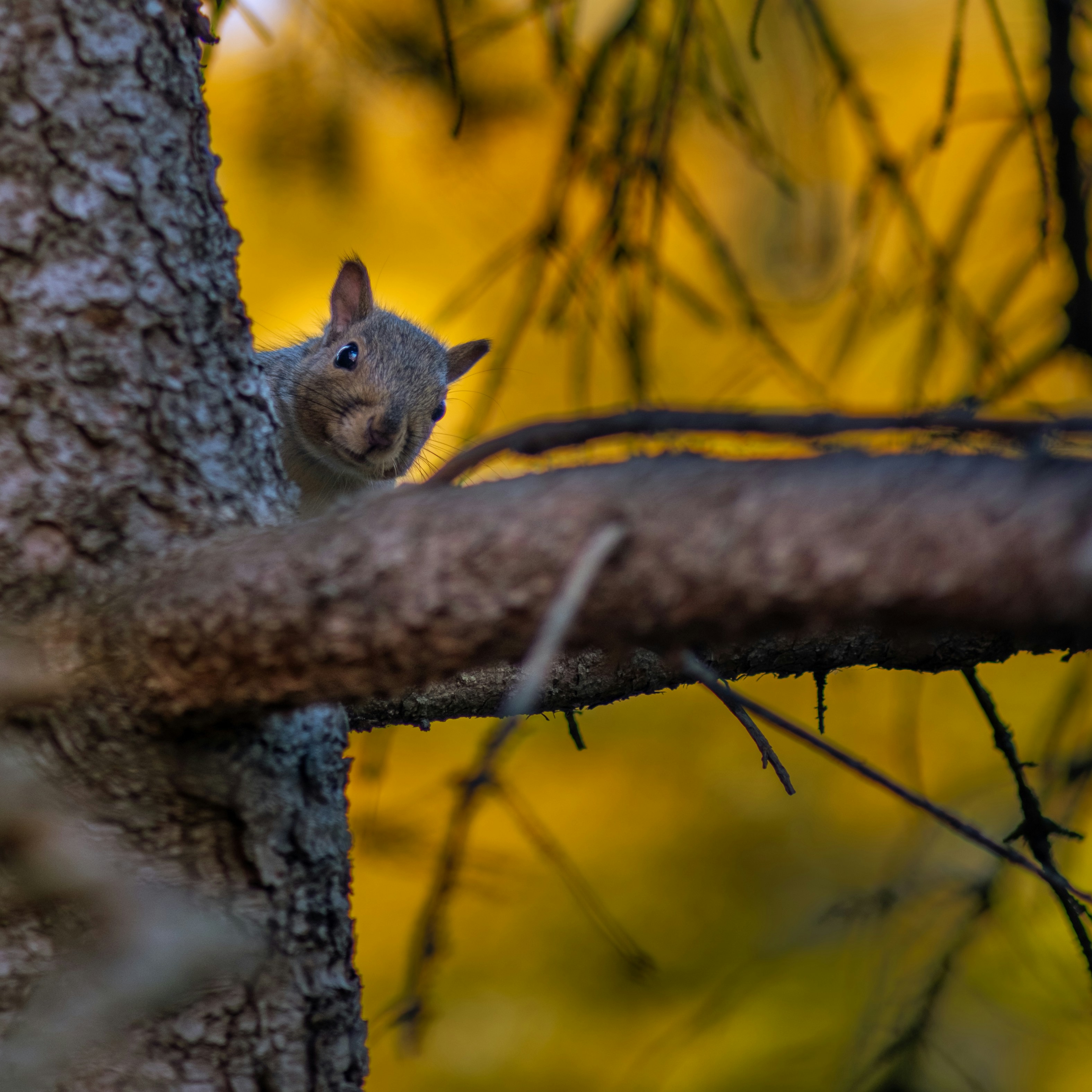 Whiskers and Wonder: A Squirrel's Secret Glimpse