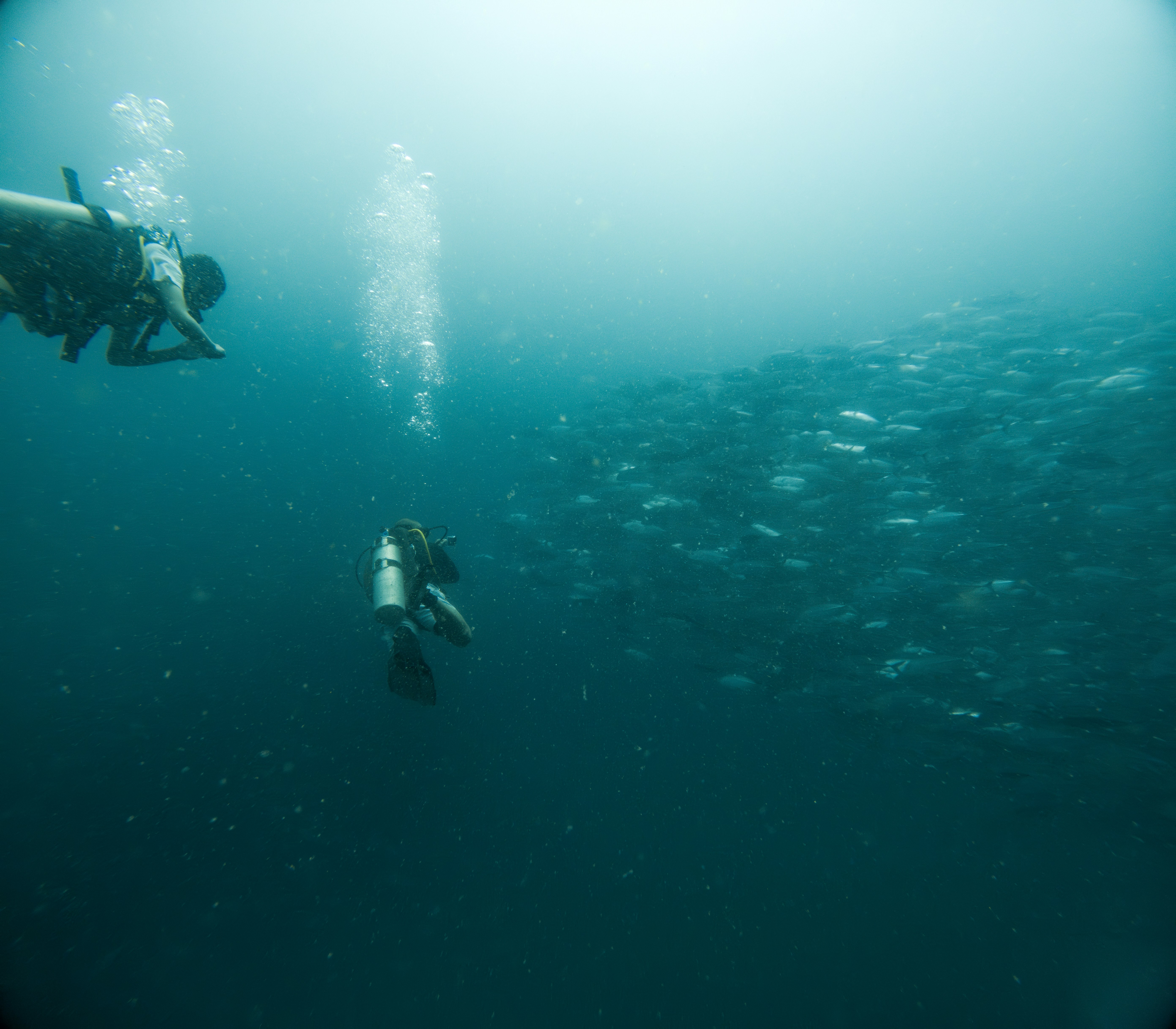 Two divers observe a large school of fish underwater.