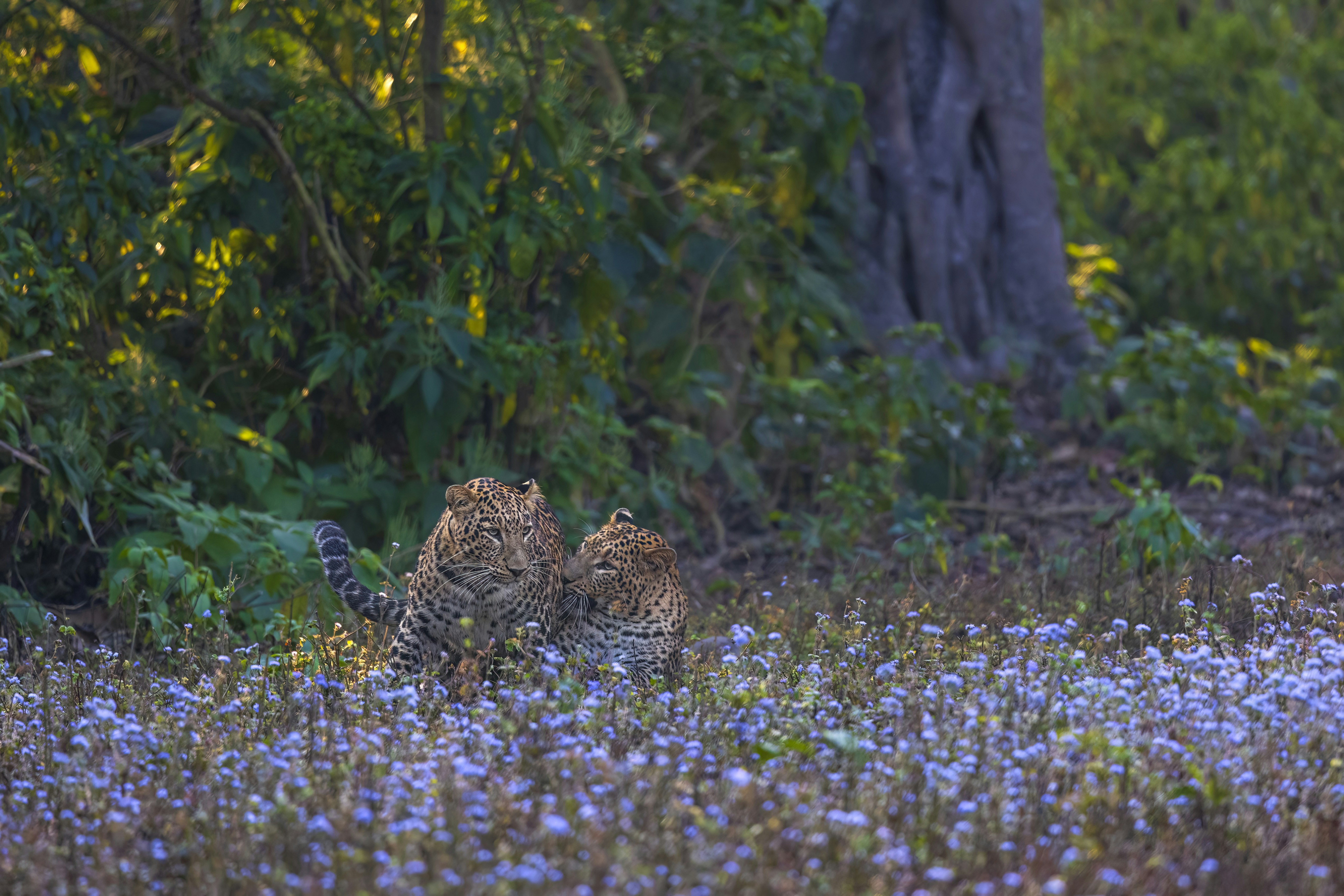 Whispers Among the Wildflowers: A Leopard Encounter