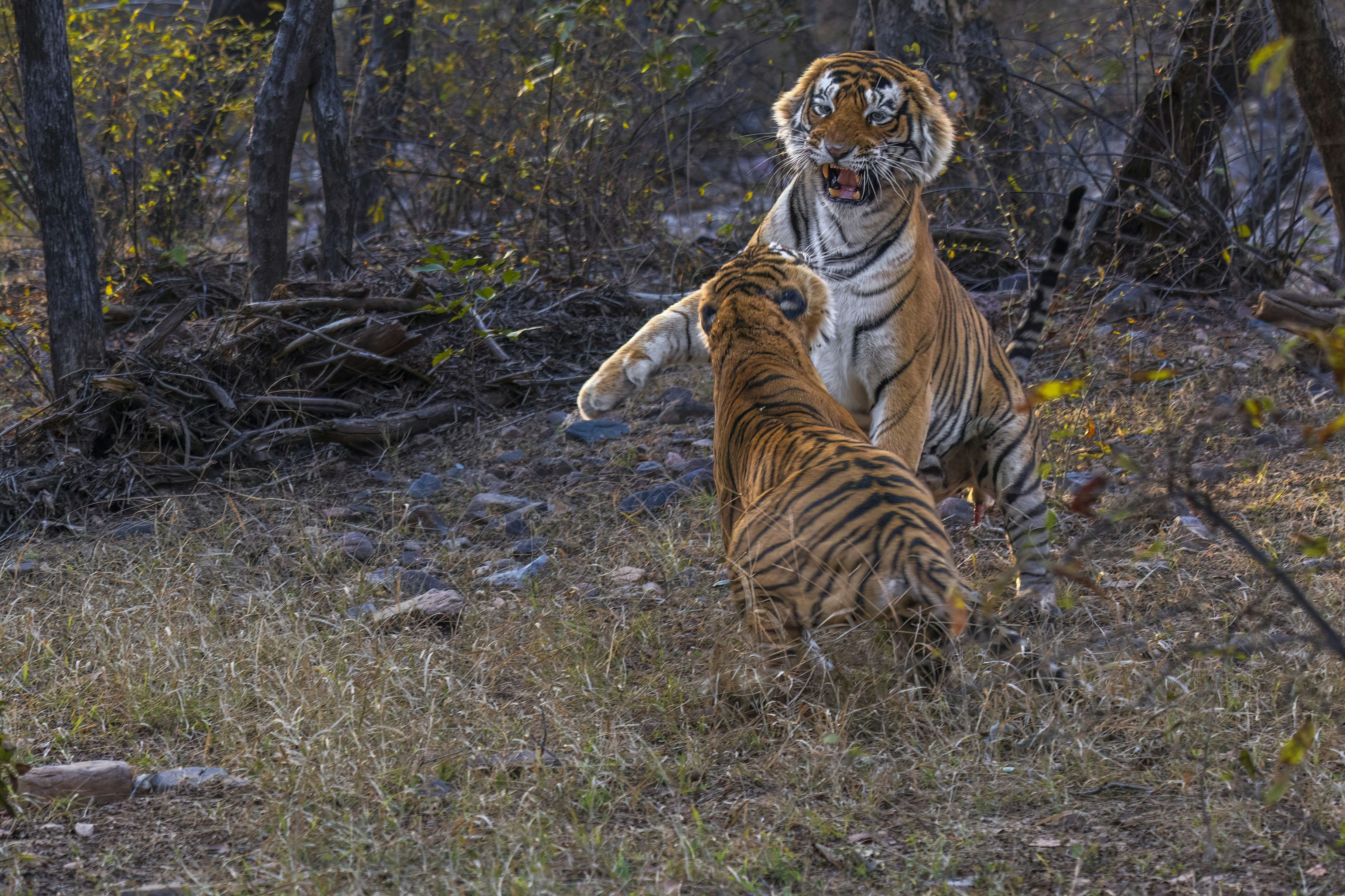 Standoff in the Dry Scrub: Tigress Rears as Cub Approaches
