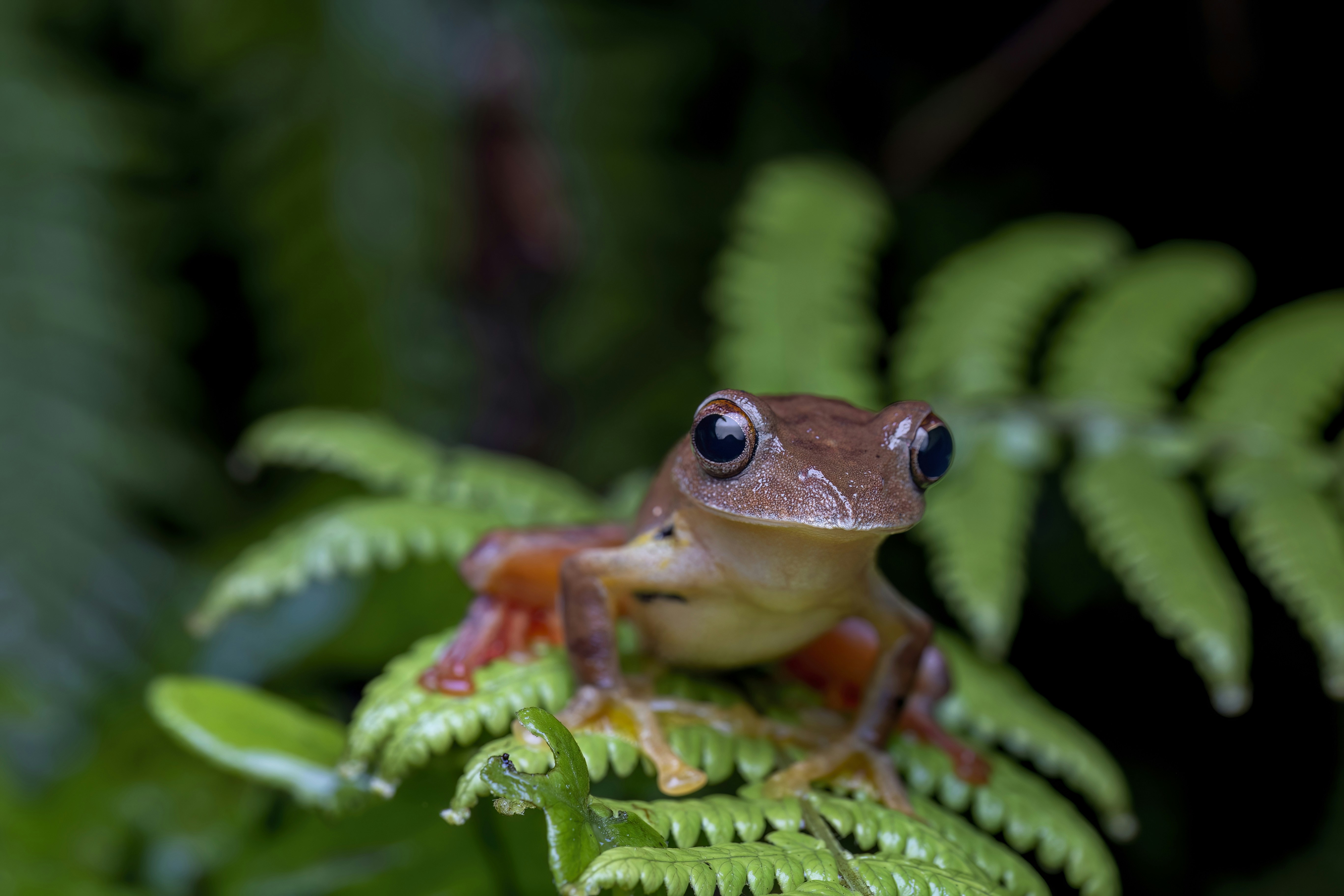 Fragile life balanced on a fern’s curve. | A small frog sits on a green fern.