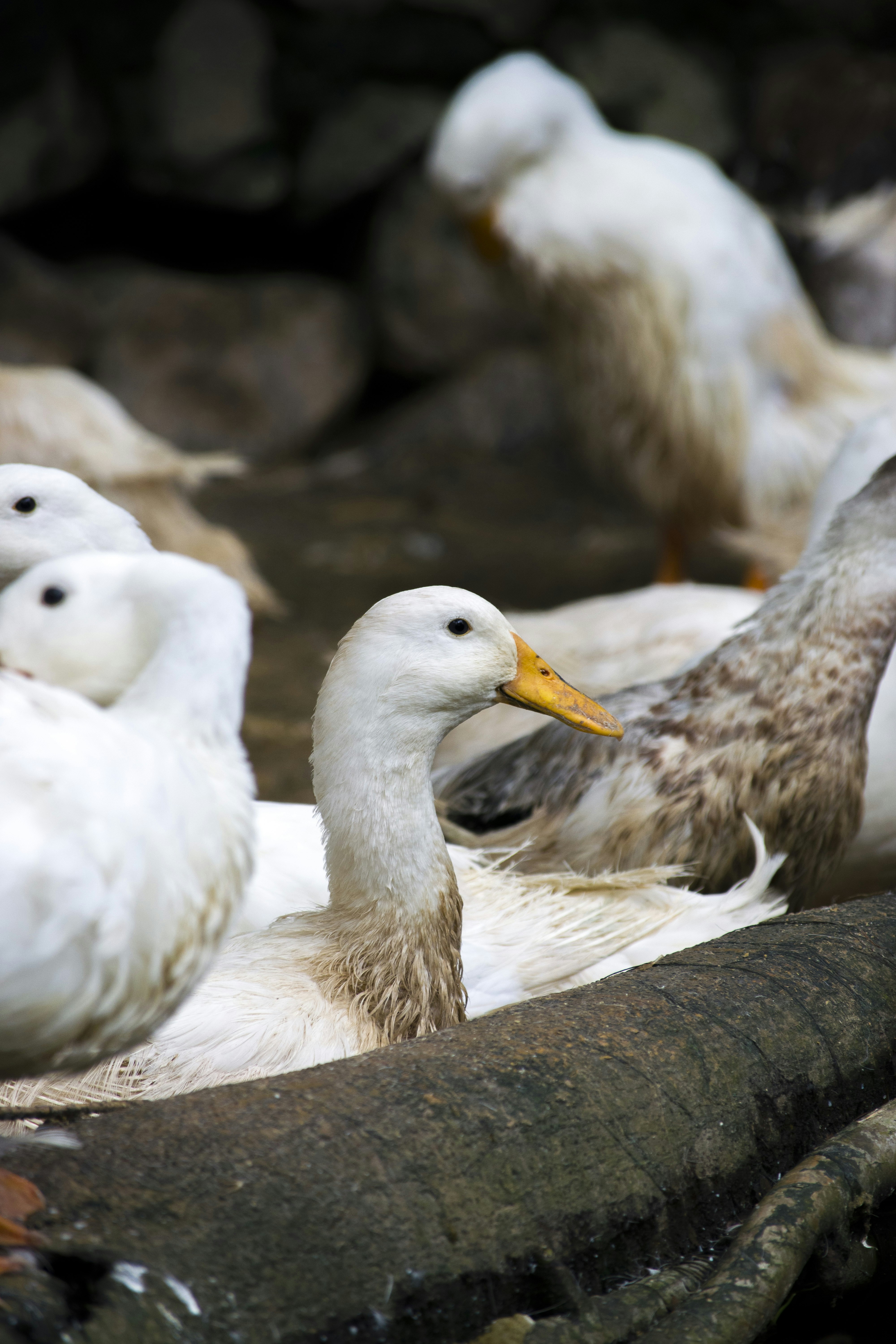 A group of white ducks resting together