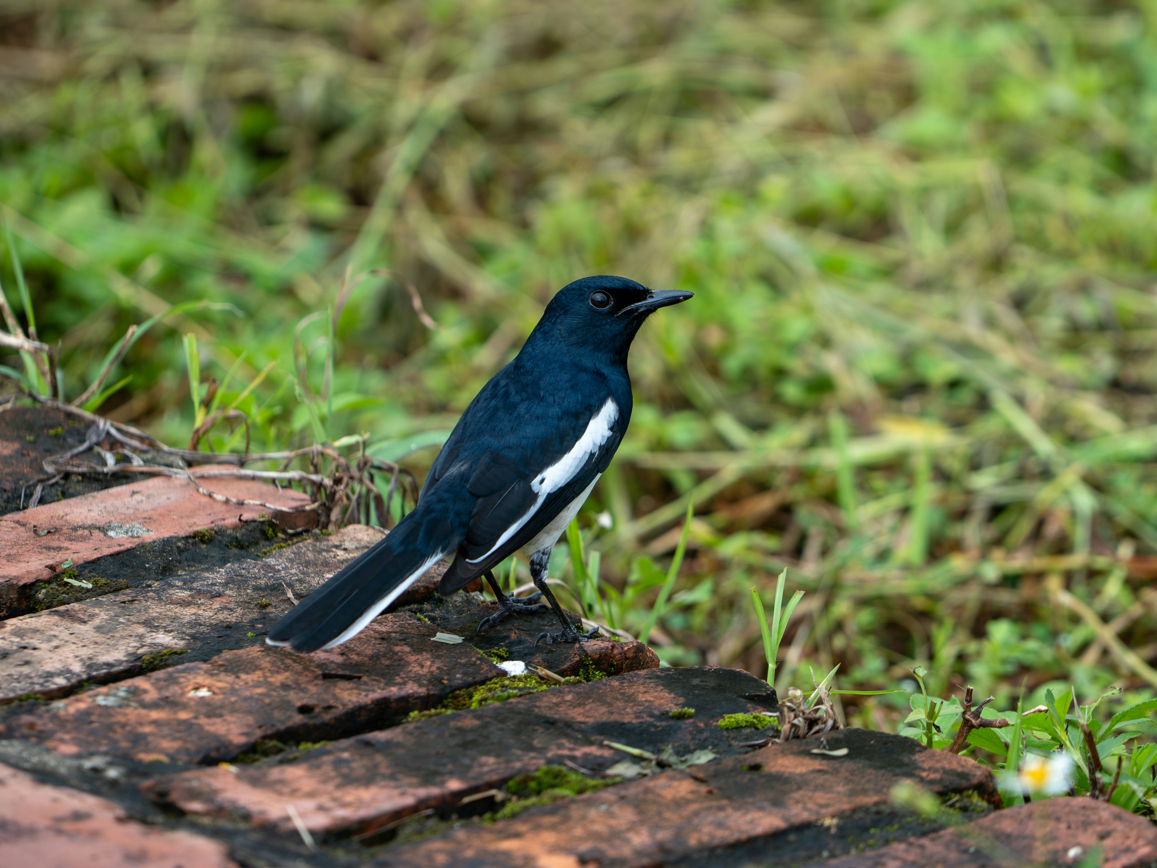 A black-and-white bird stands on weathered bricks surrounded by green grass in Huế, Vietnam. The close-up shot highlights the bird’s sleek plumage and calm presence, reflecting the peaceful and natural environment of central Vietnam. | A black and white bird perched on red bricks.