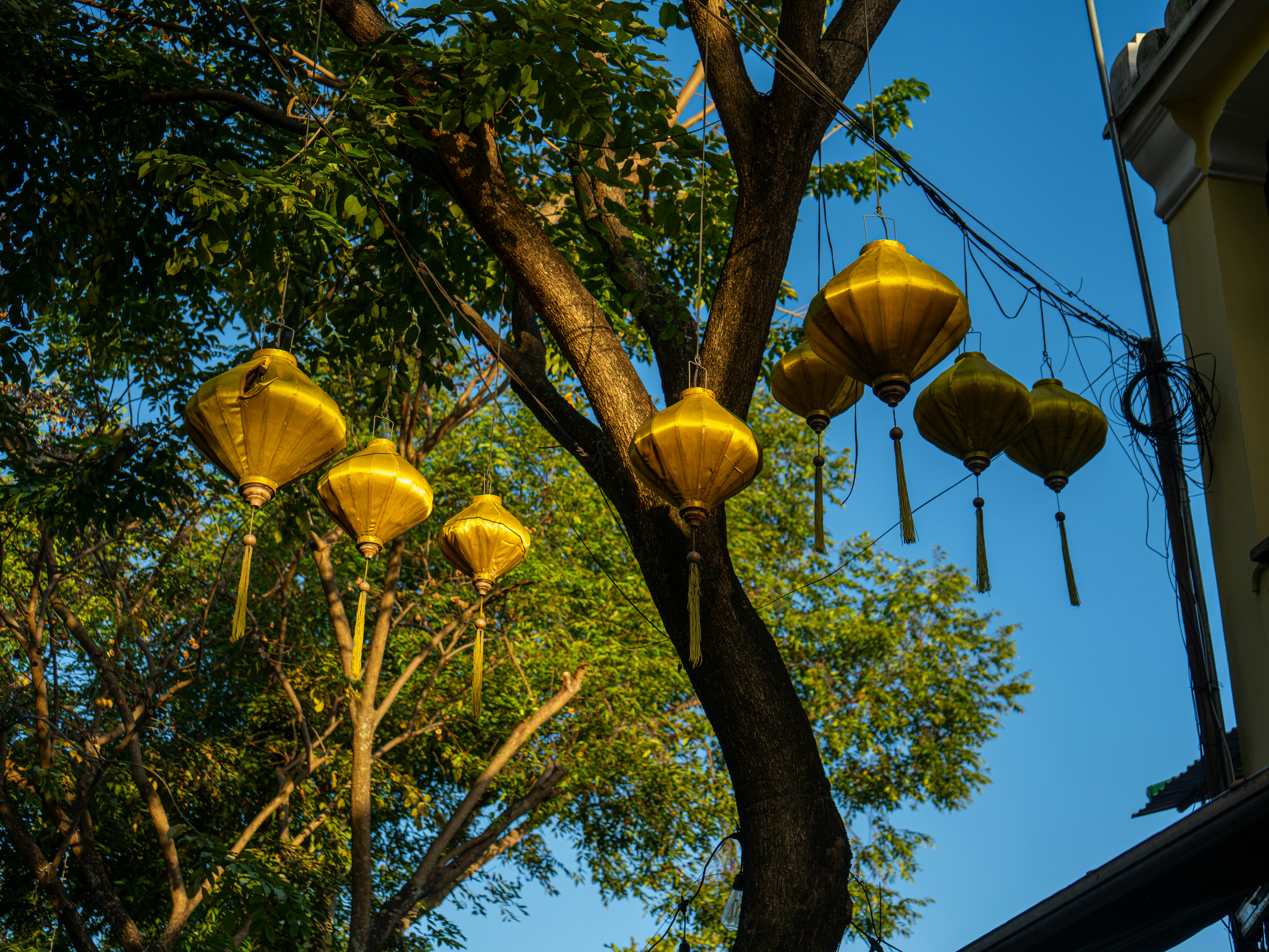 Golden lanterns hang gracefully from tree branches in Hoi An, Vietnam, illuminated by the warm glow of the late afternoon sun. The vibrant yellow tones and lush greenery reflect the charm and festive spirit of Hoi An’s famous lantern-filled streets. | Golden lanterns hang from a tree branch.