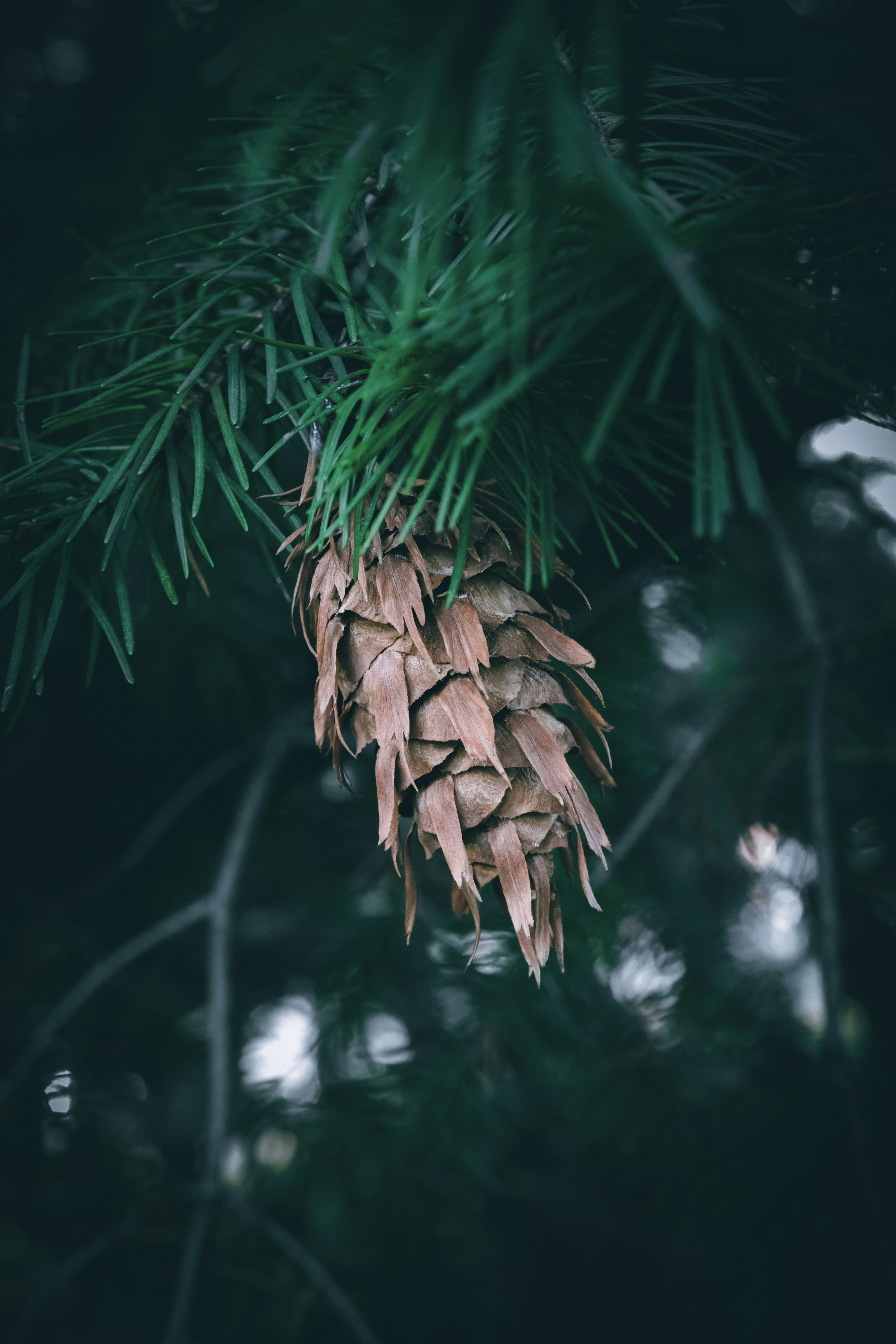 Nature's Intricate Sculpture: The Pine Cone