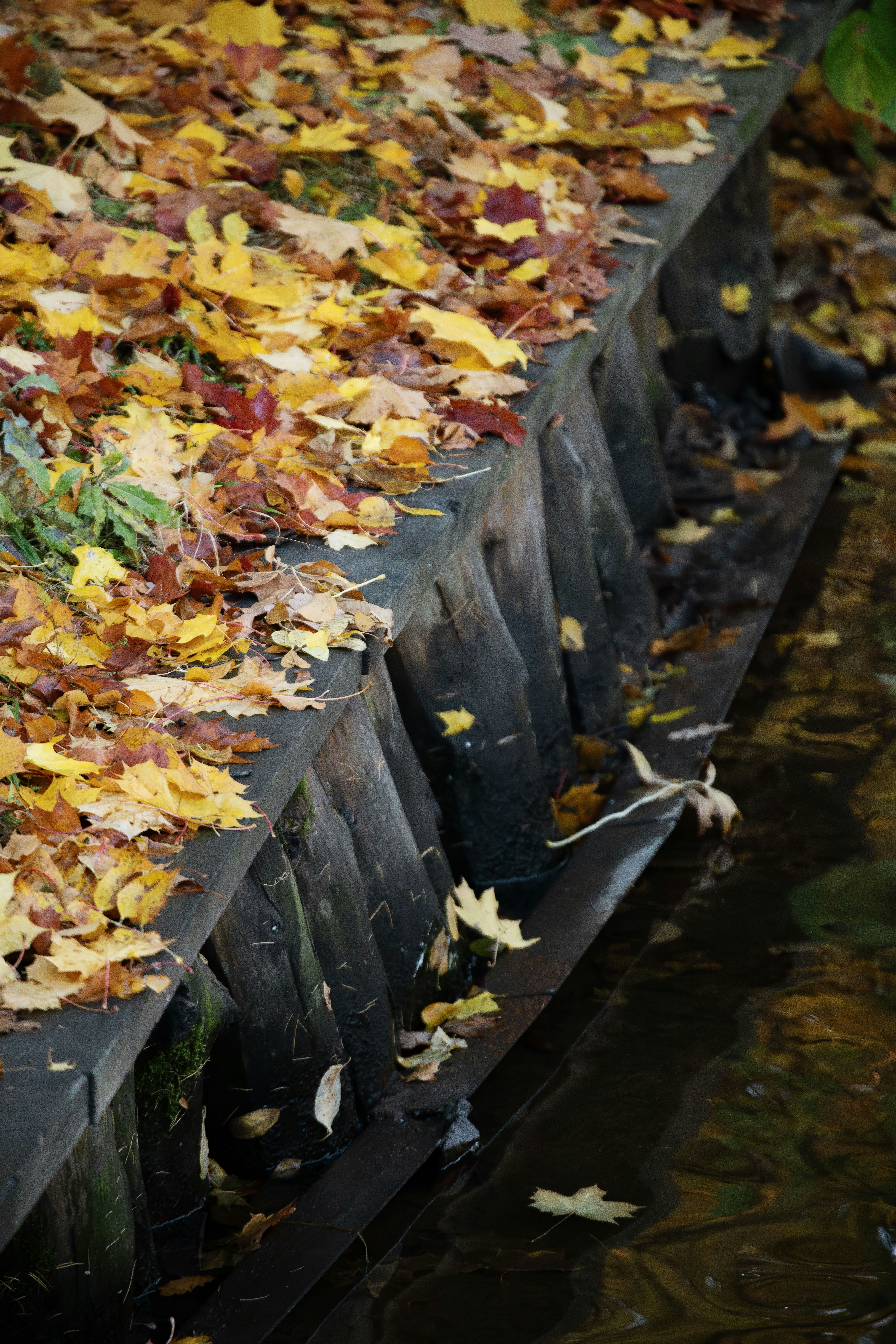 Elagin Island, St. Petersburg | Autumn leaves cover a wooden dock by water