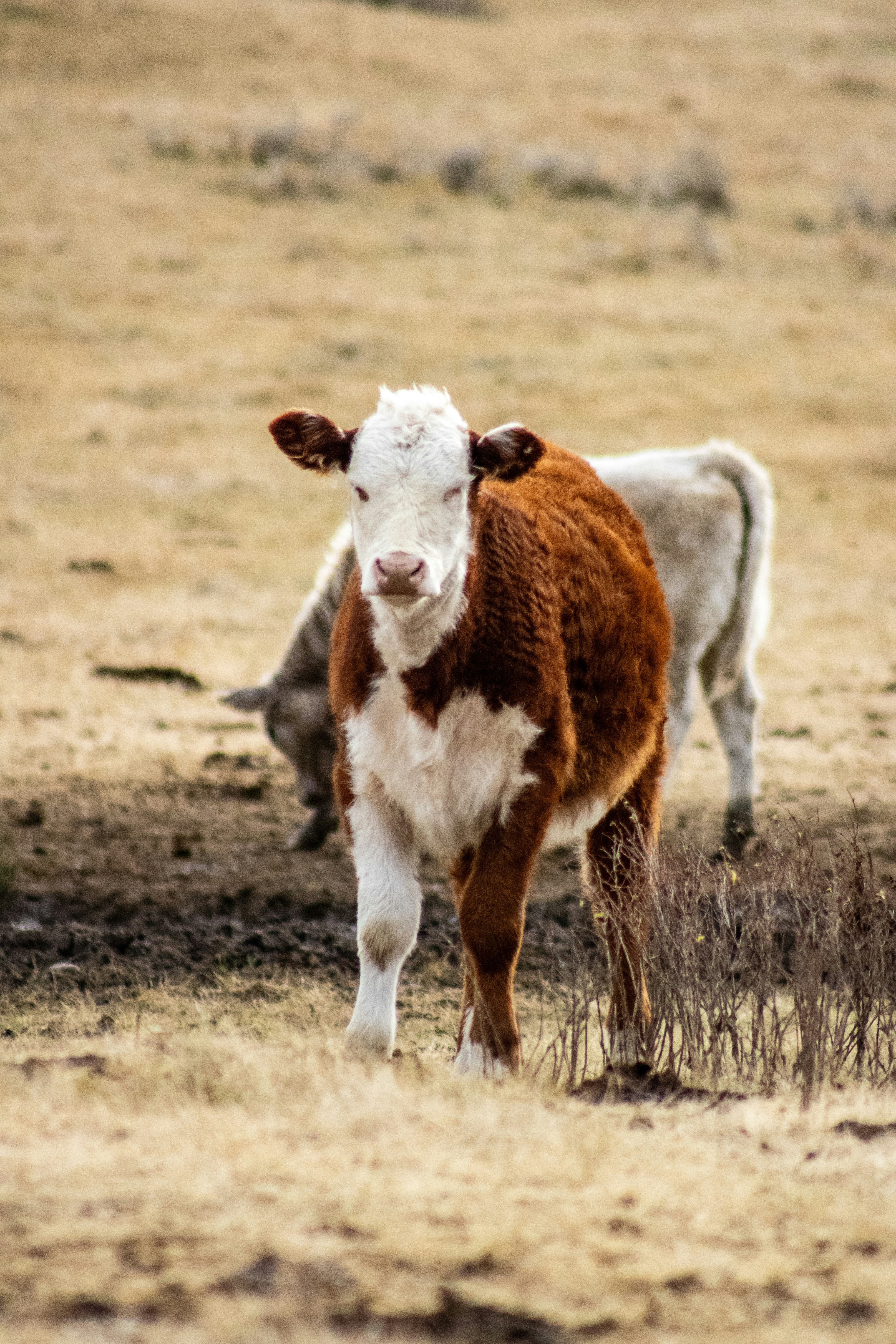 Curious Calf in the Golden Pasture