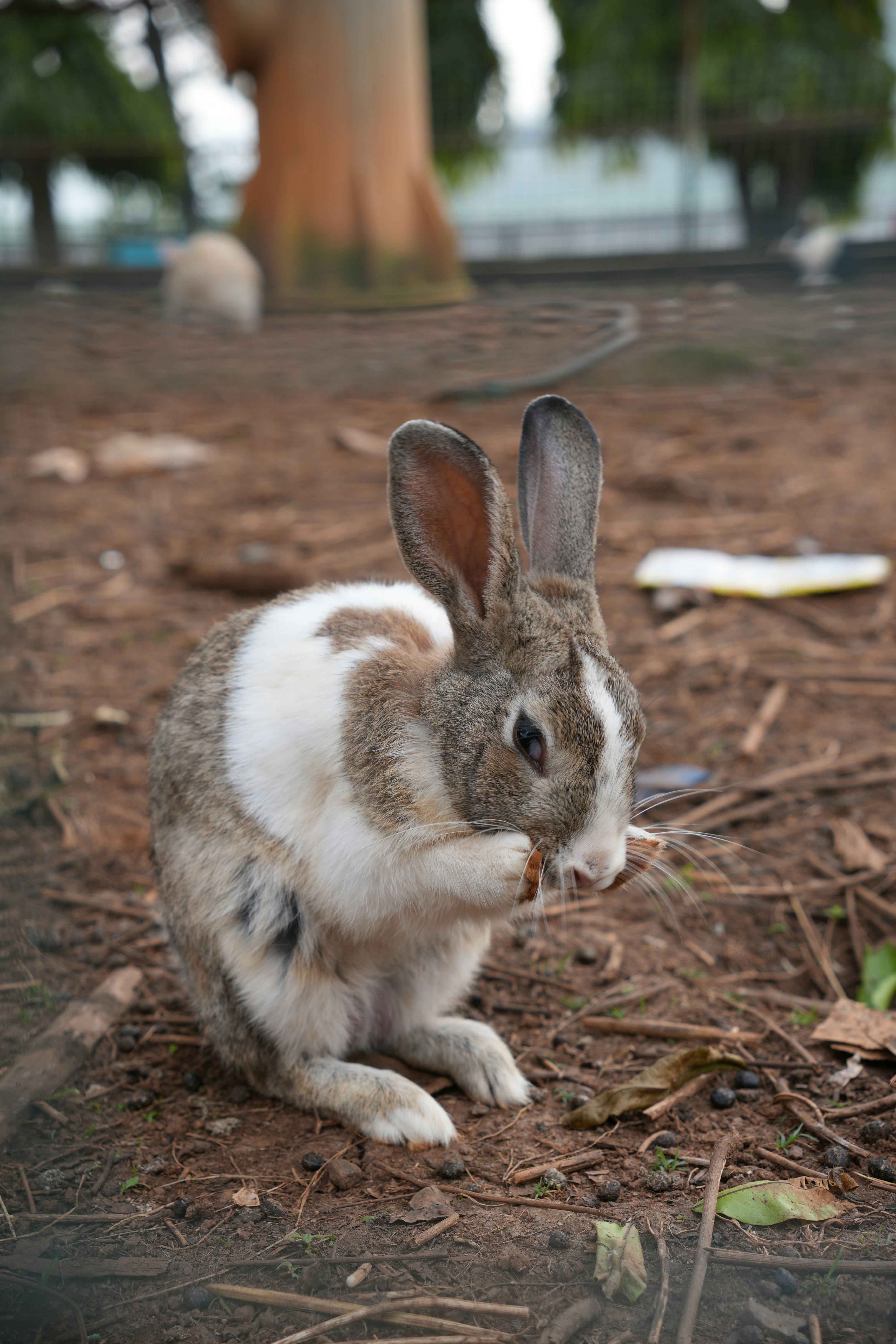 Whiskers in the Wild: A Rabbit's Afternoon Snack