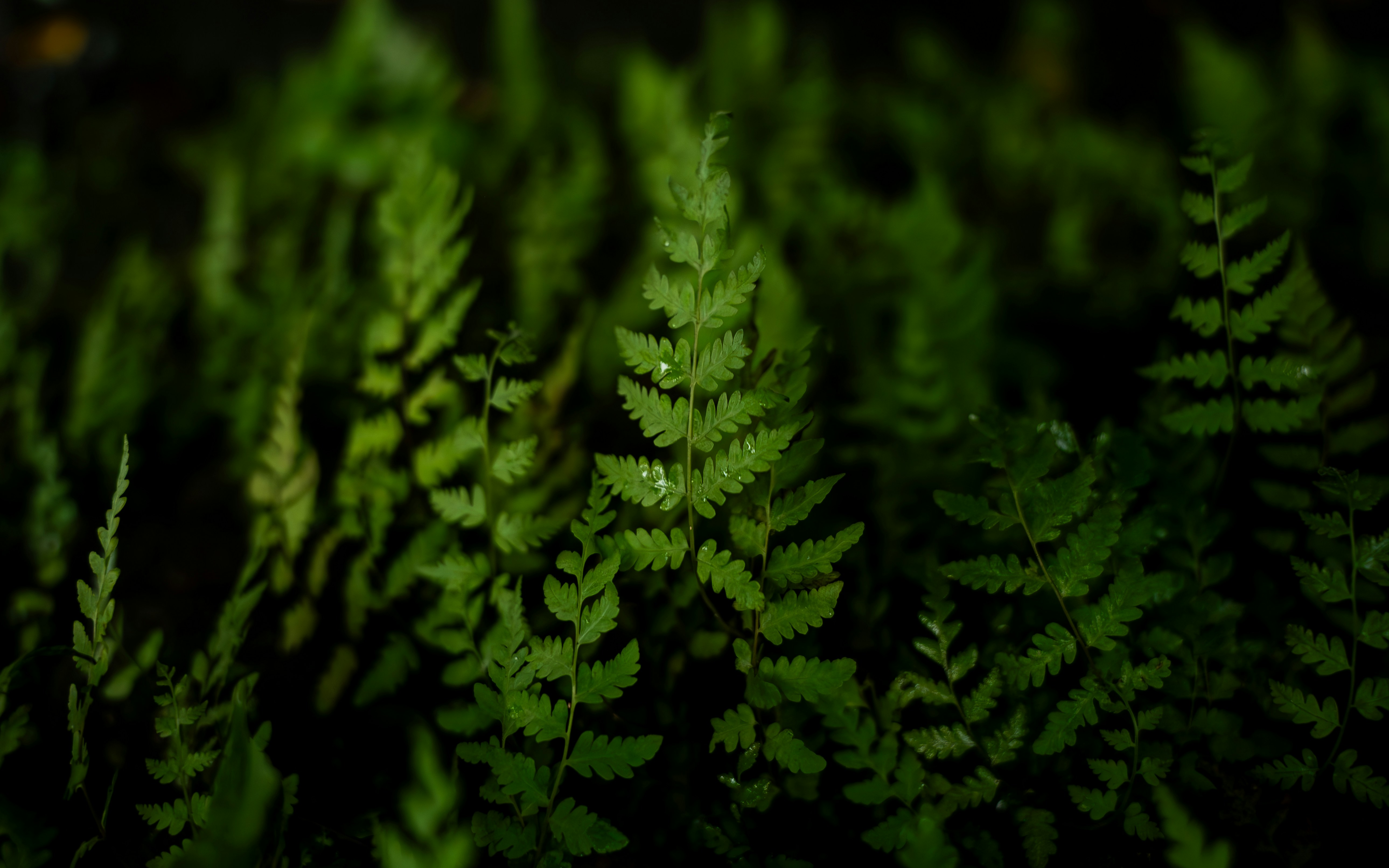 Close-up of green fern leaves with water droplets.