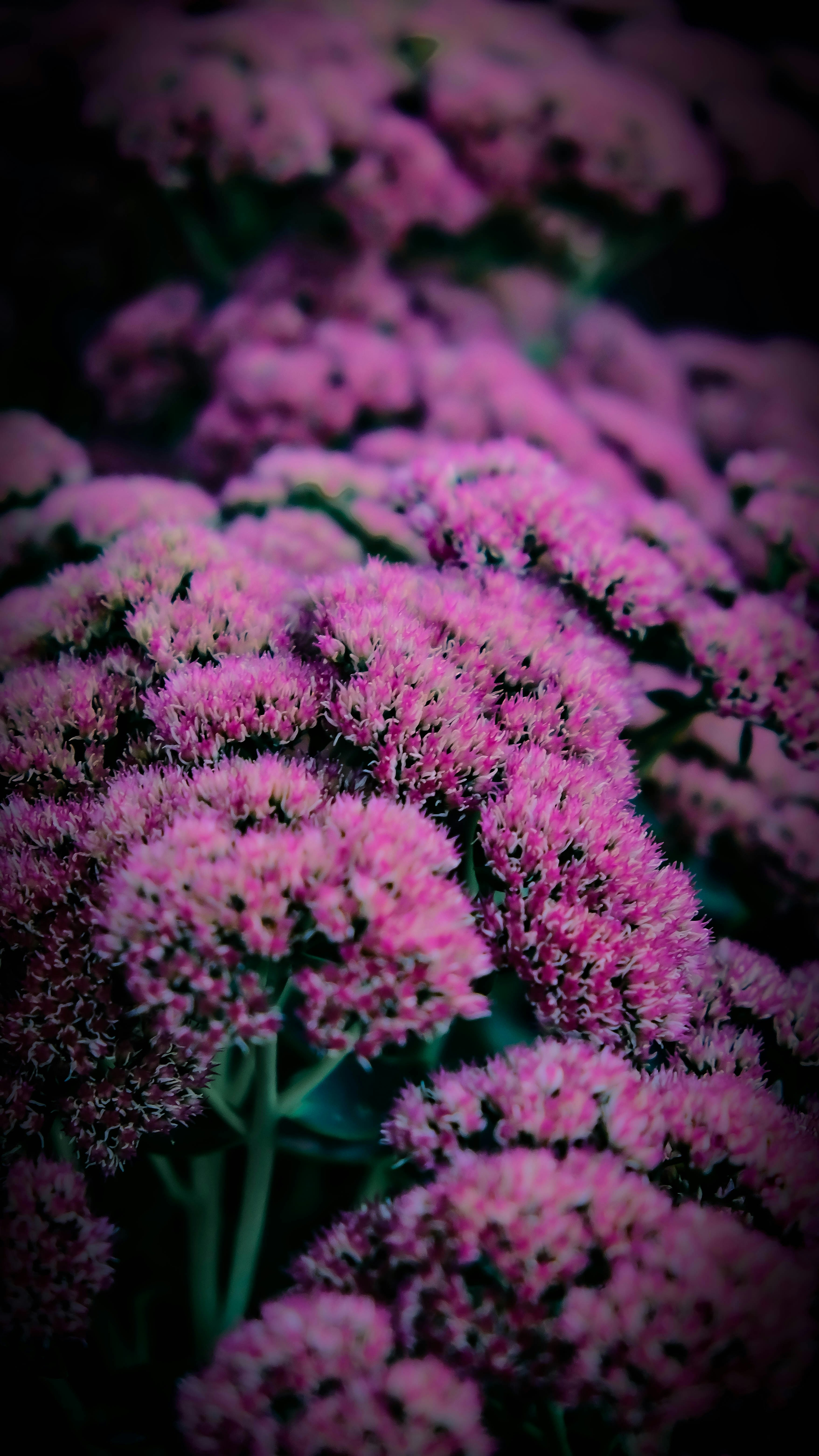 Close-up of vibrant pink flowers in bloom.