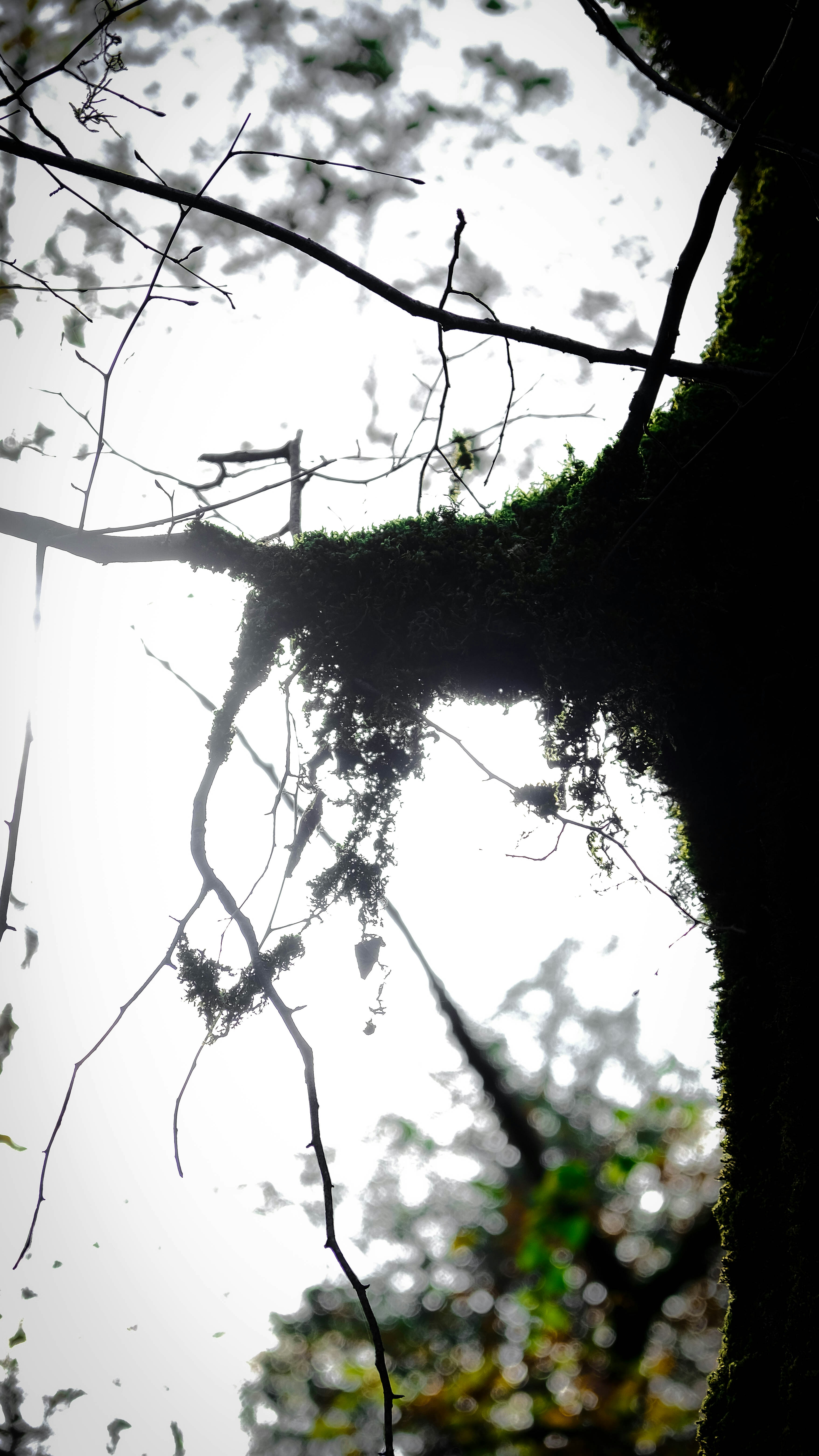 Mossy tree branches against a bright, hazy sky