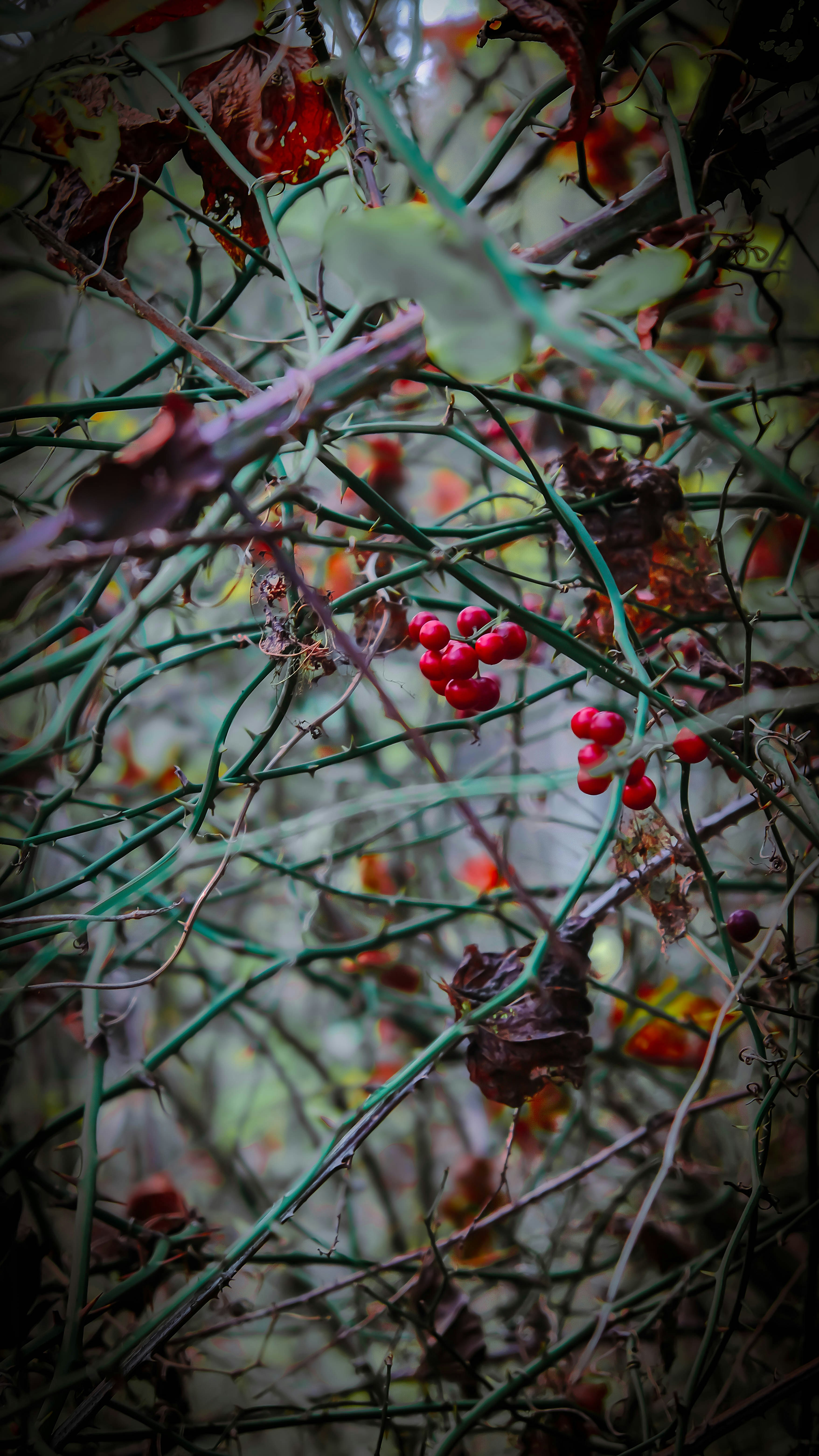 Crimson Clusters Woven Through a Quiet Green Vein