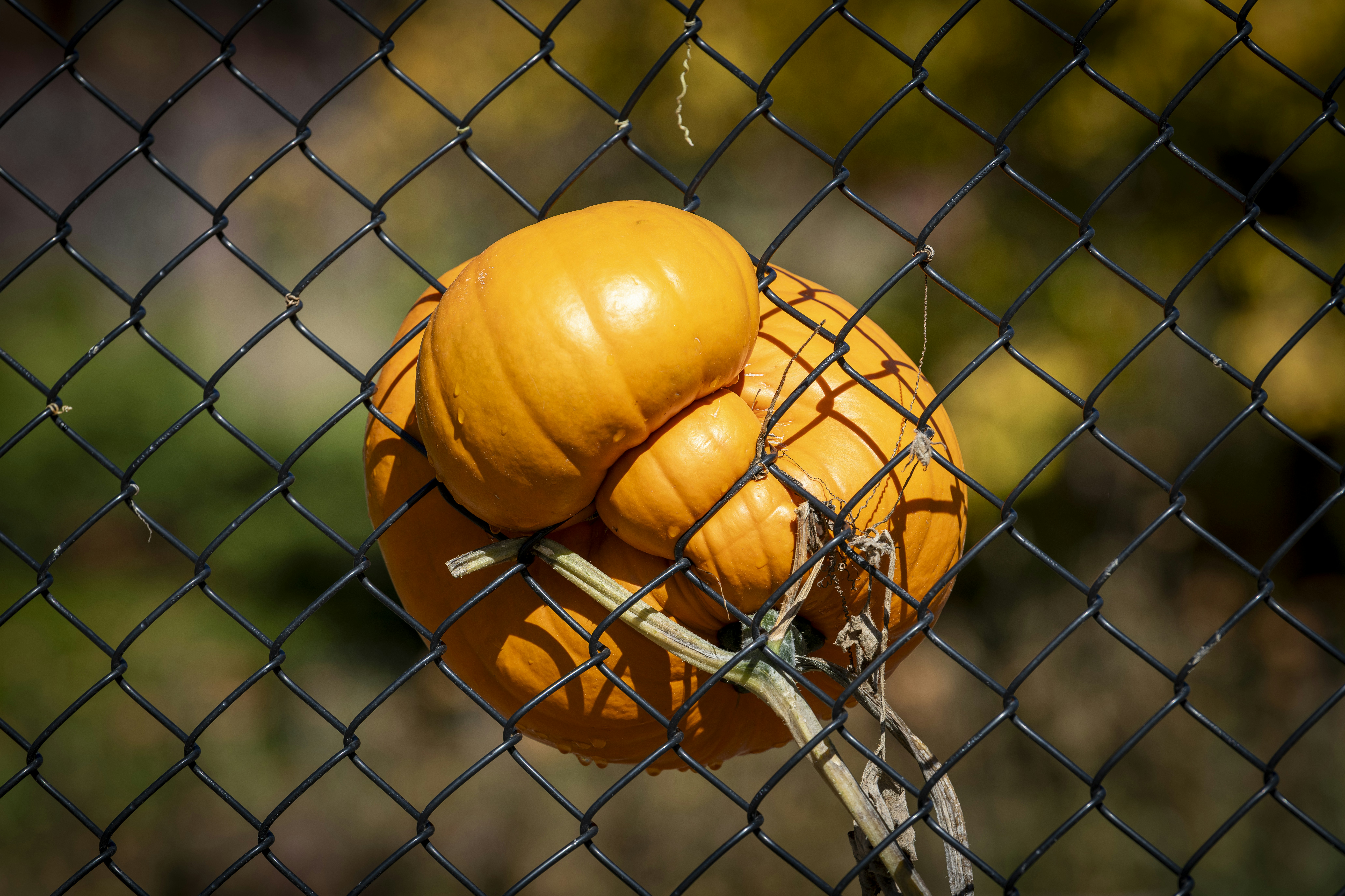 Gambar Raket Labu | Unduh Gambar Gratis di Unsplash