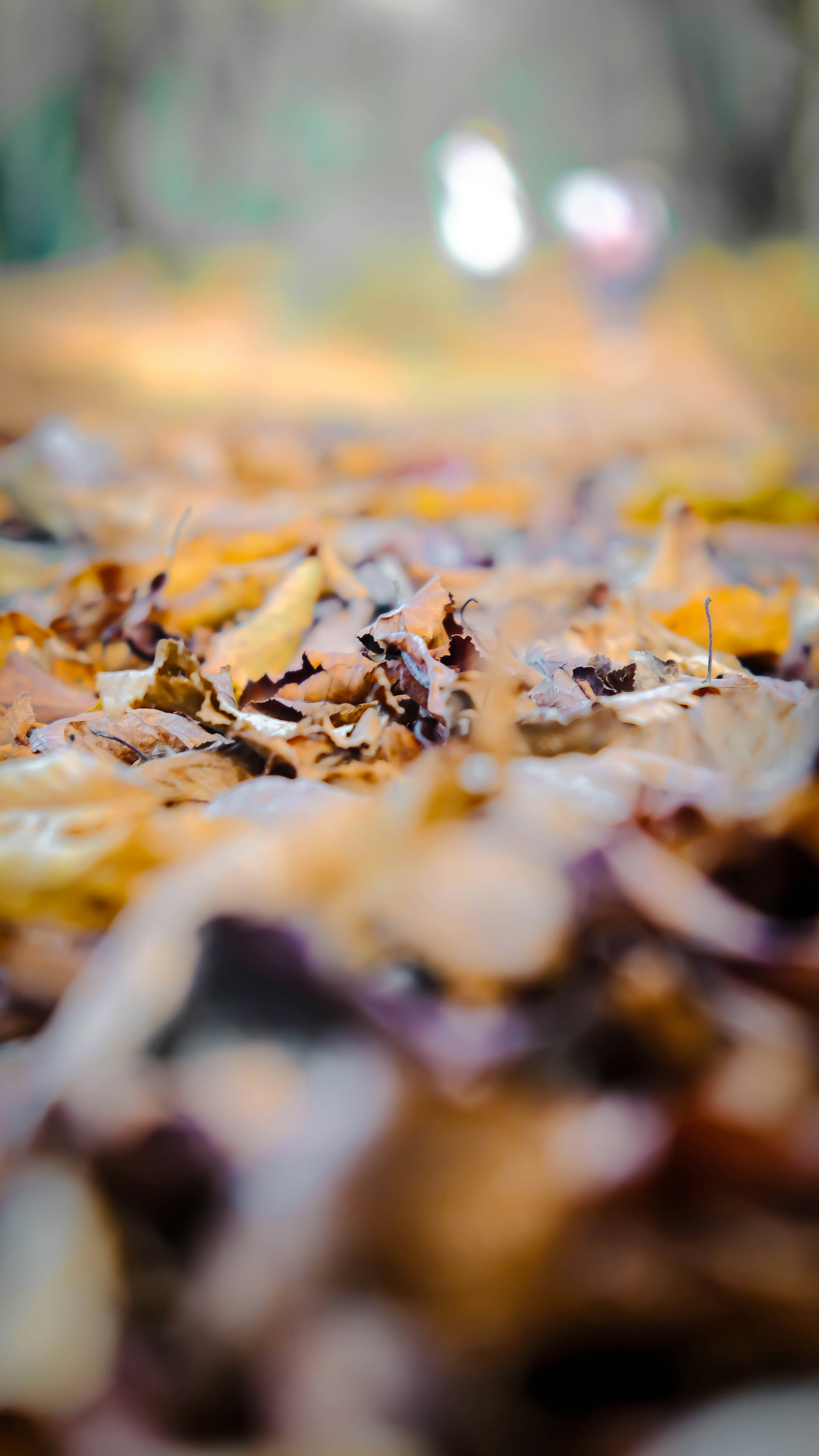 Whispers of Autumn: A Leafy Tapestry