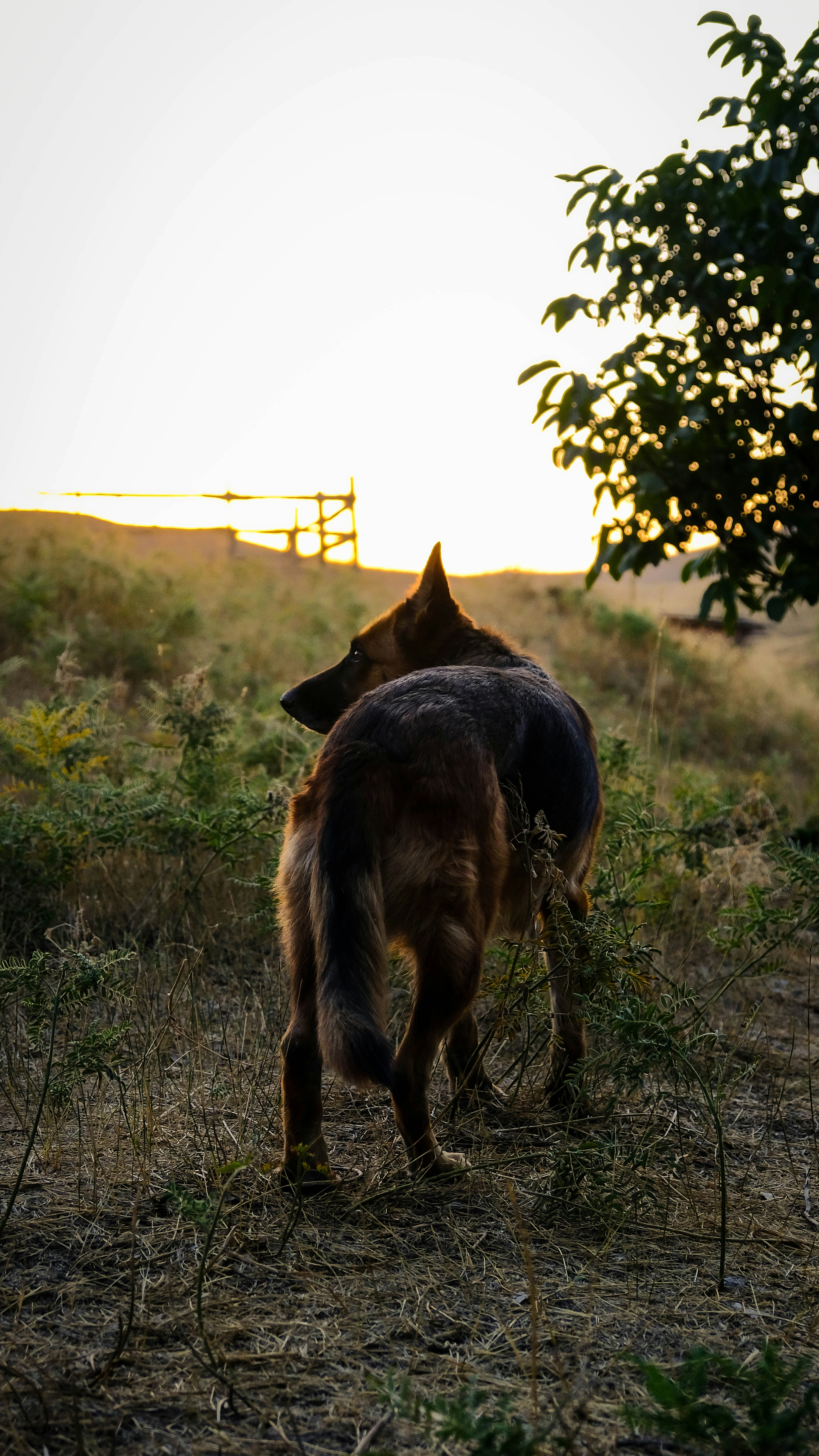 A Journey into the Dusk