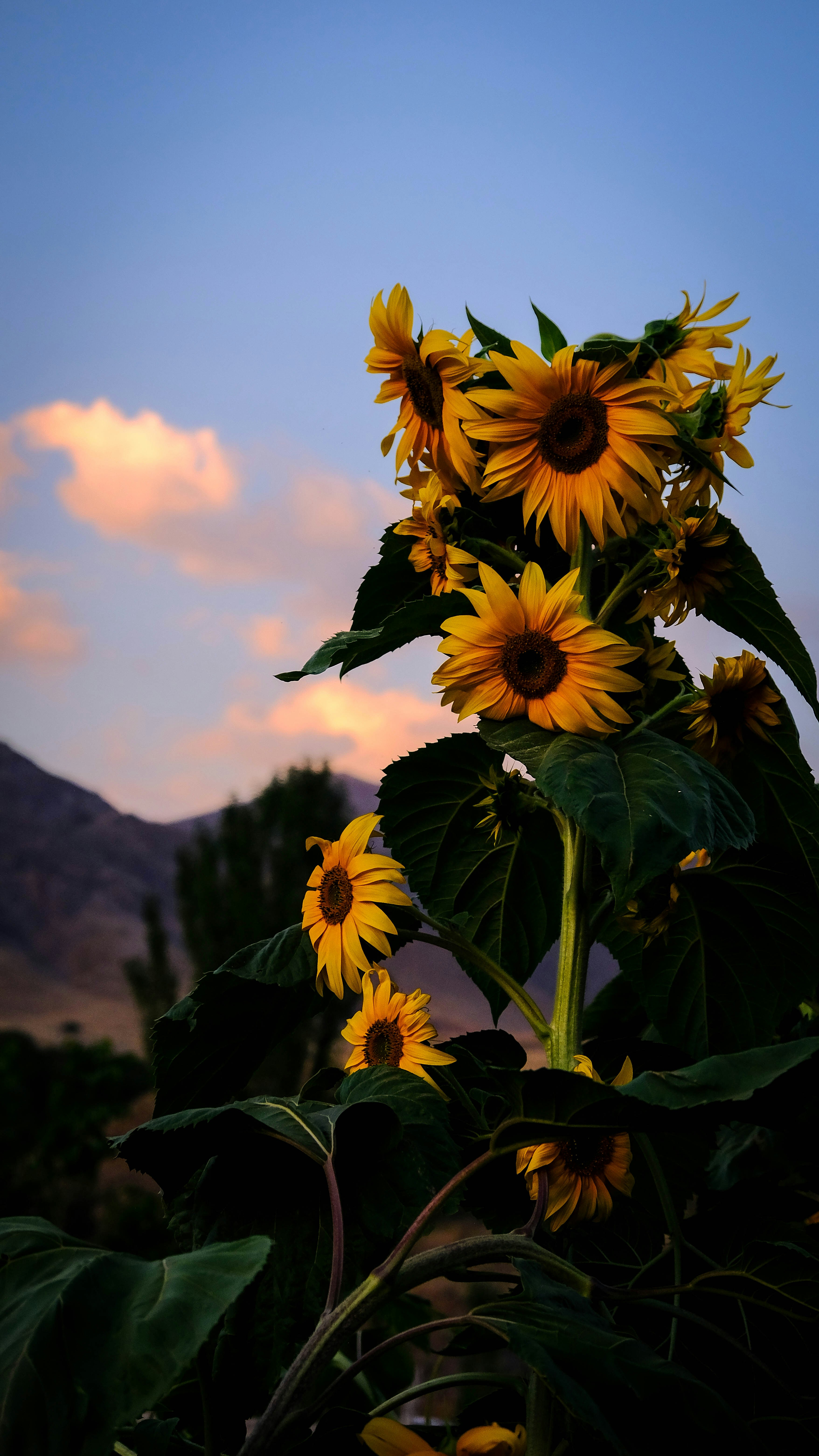 Sunlit Serenade of Sunflowers