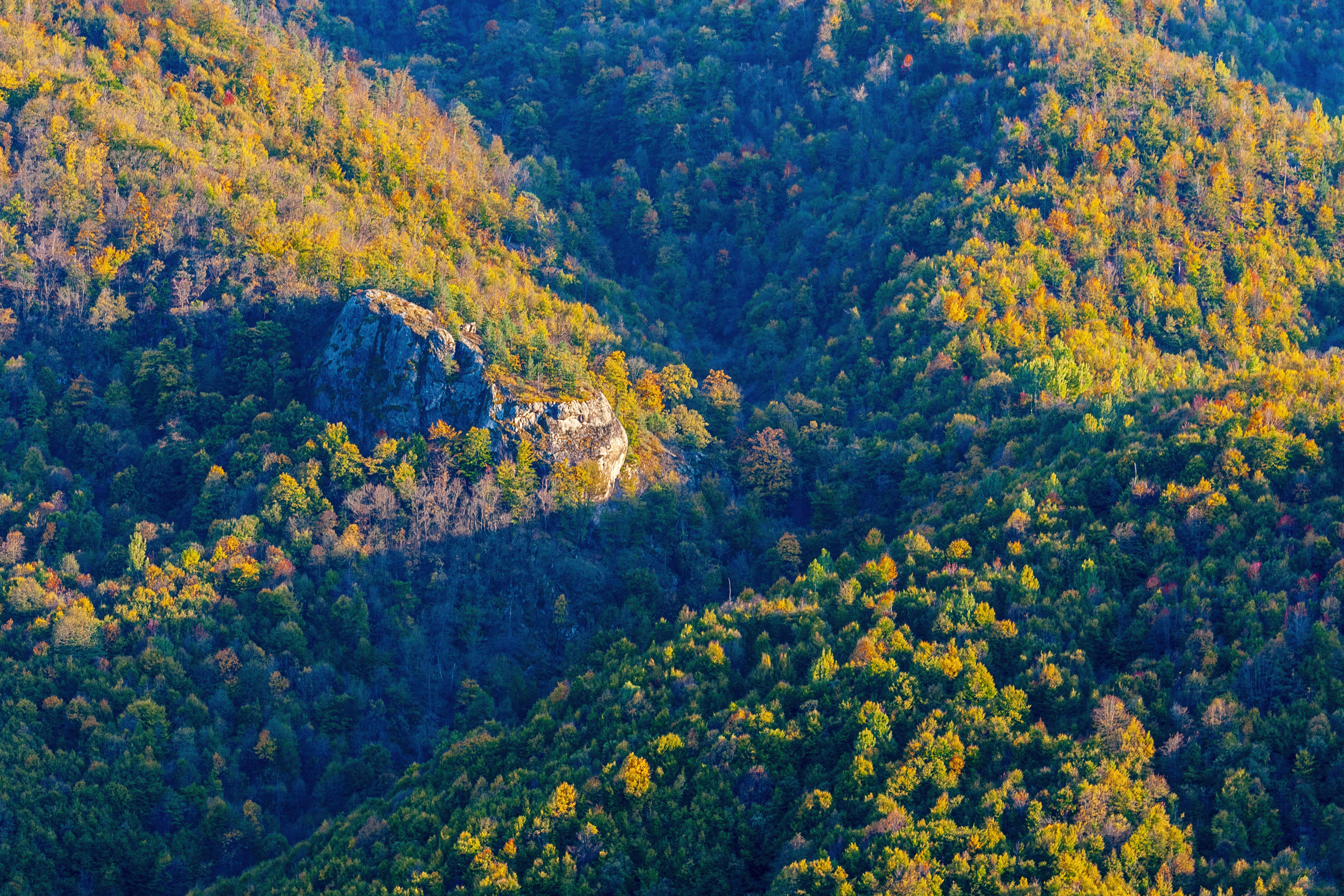 Autumn forest on a sunny mountainside with shadows.