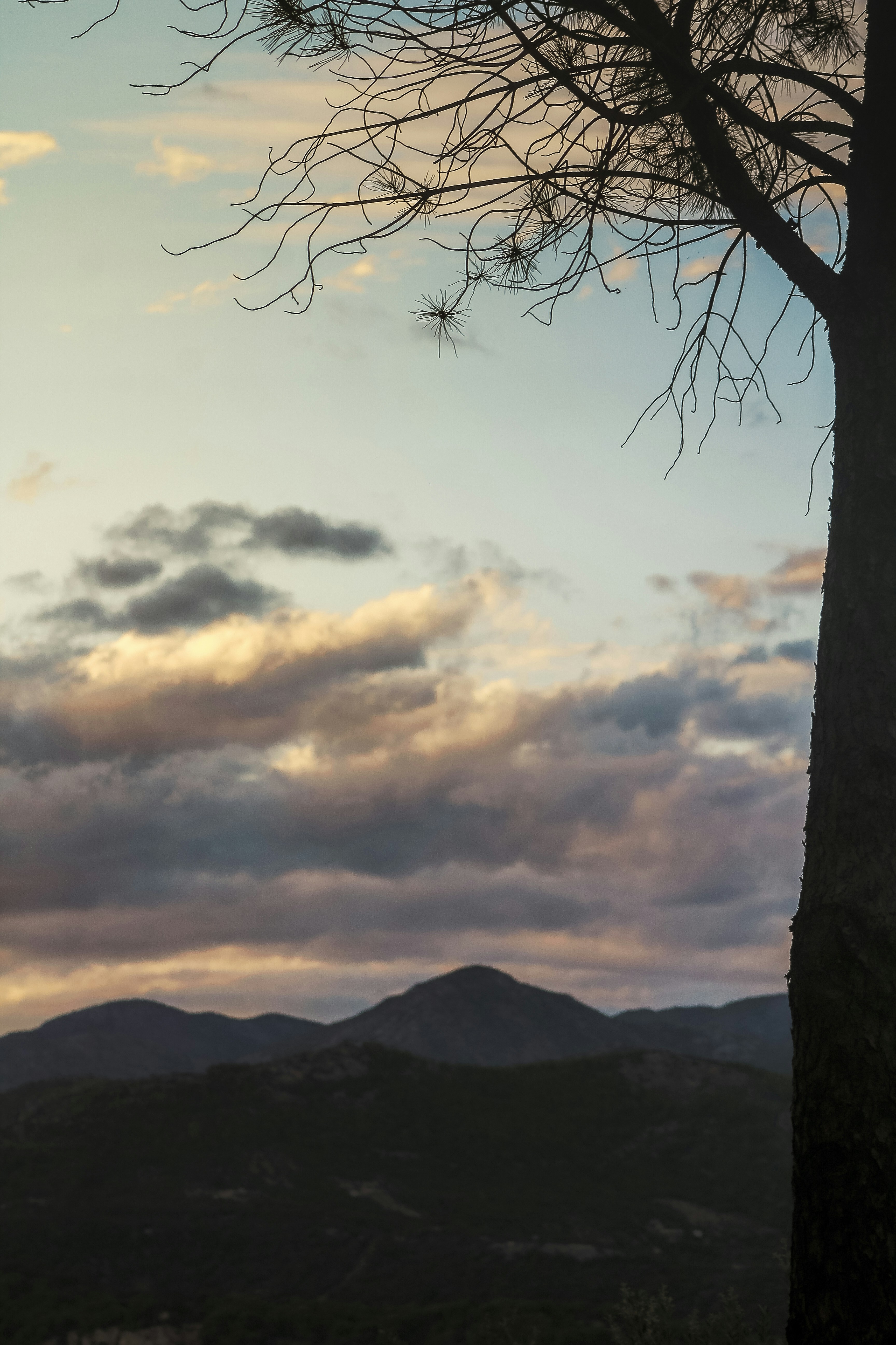 Whispers of Twilight: Nature's Silhouette
