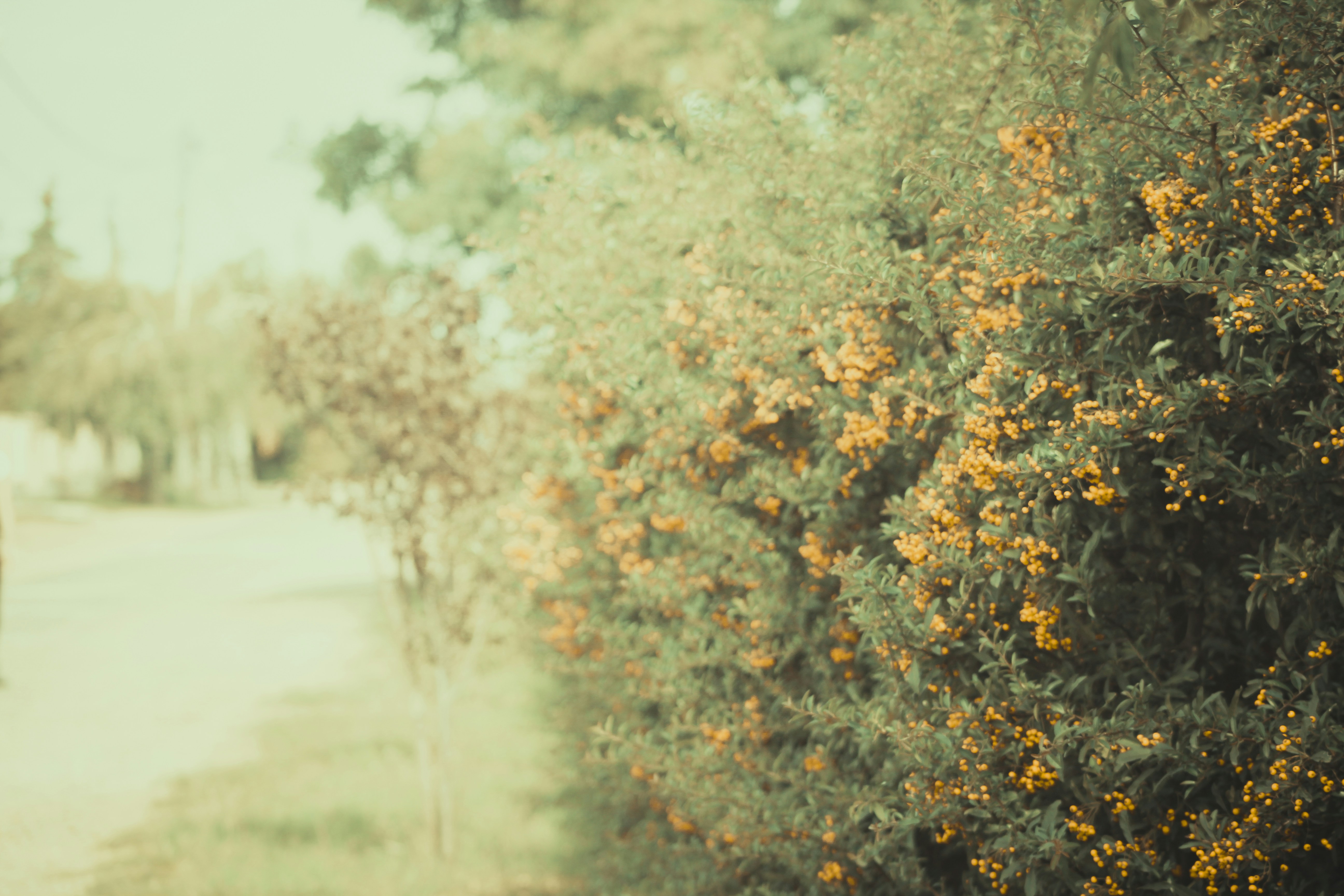 Vibrant yellow flowers bloom amidst lush greenery along a quiet country road, hinting at the arrival of autumn. The scene exudes tranquility and natural beauty.