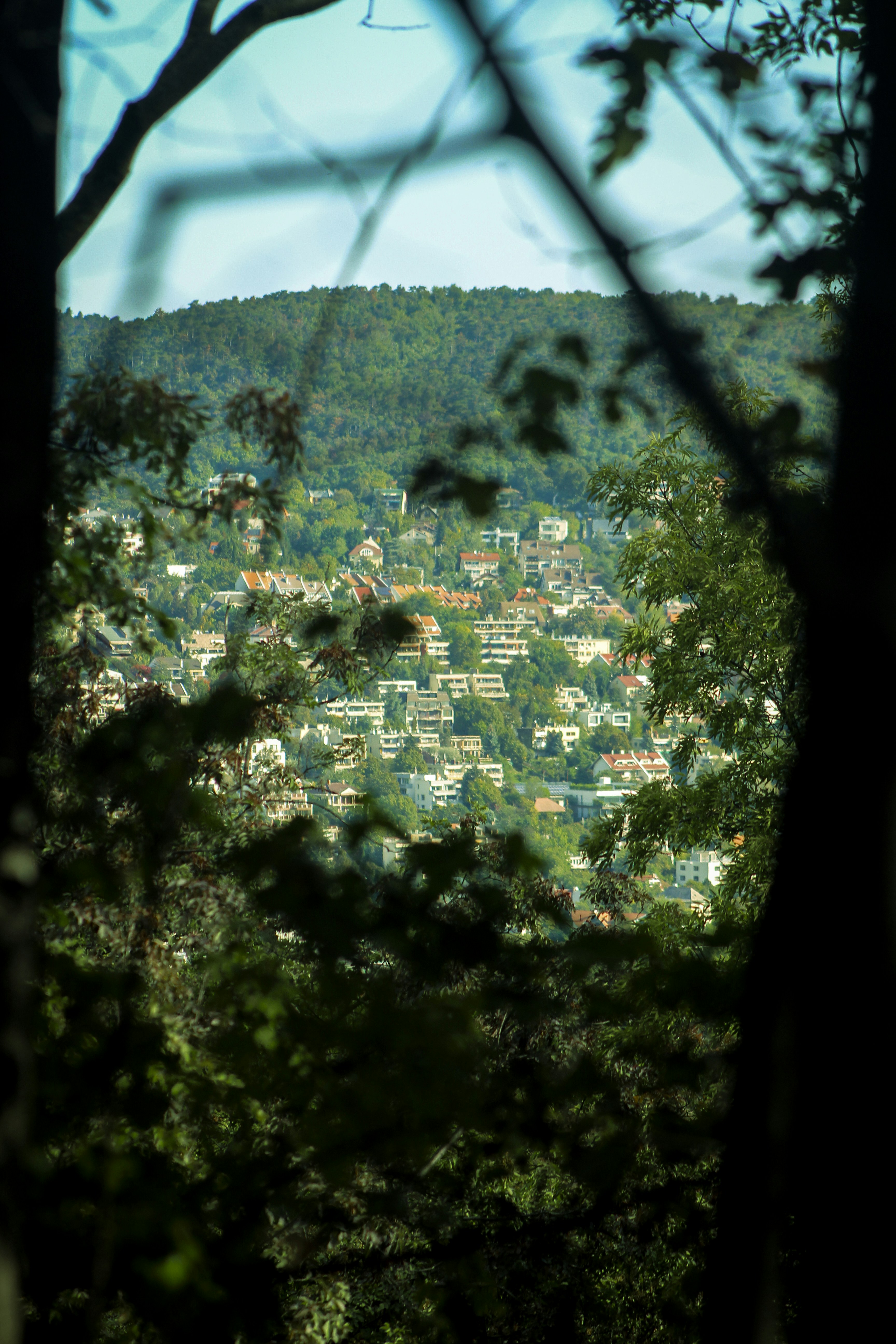Suburban neighborhood nestled among green trees