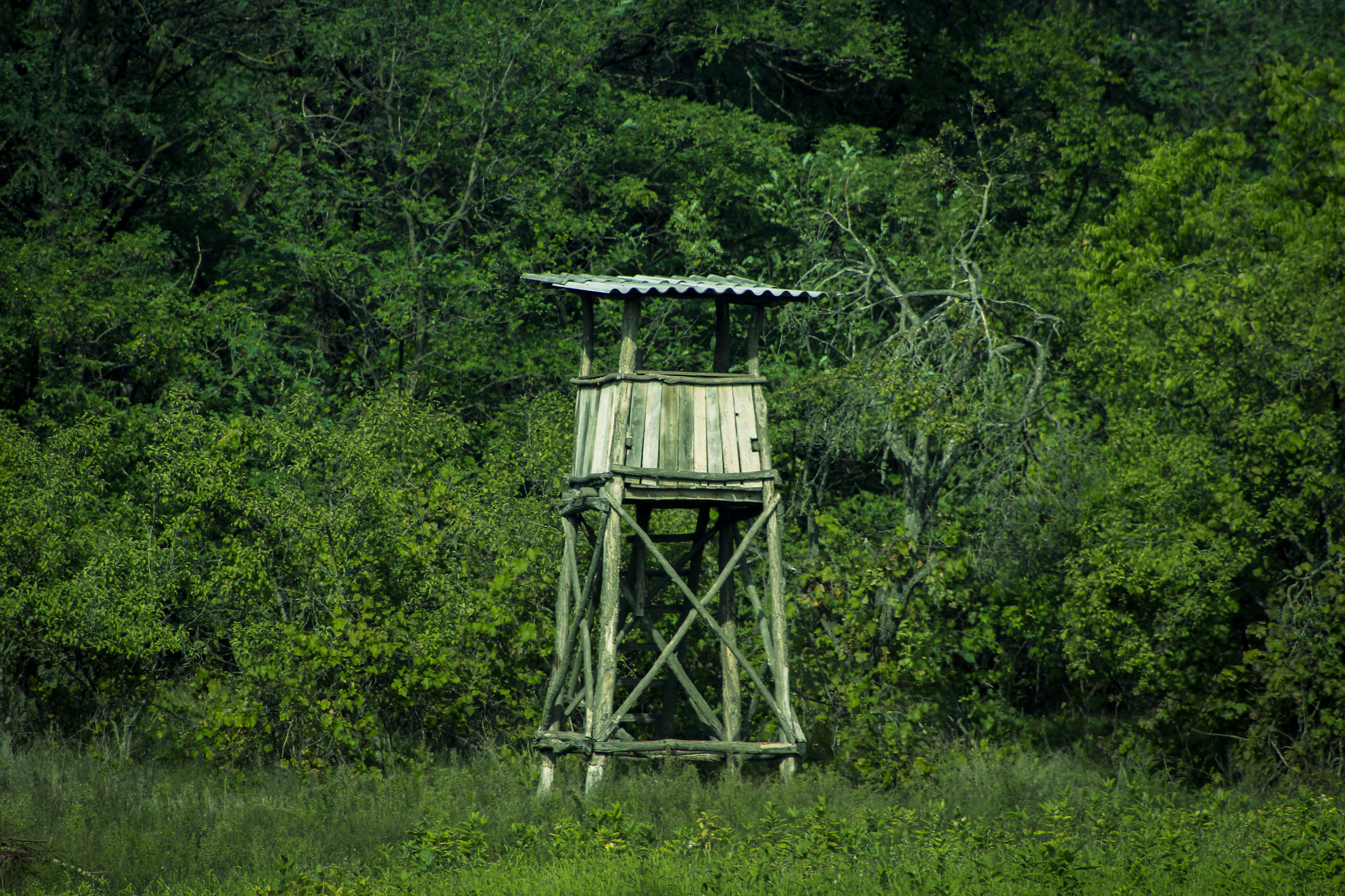 Wooden lookout tower surrounded by lush green trees