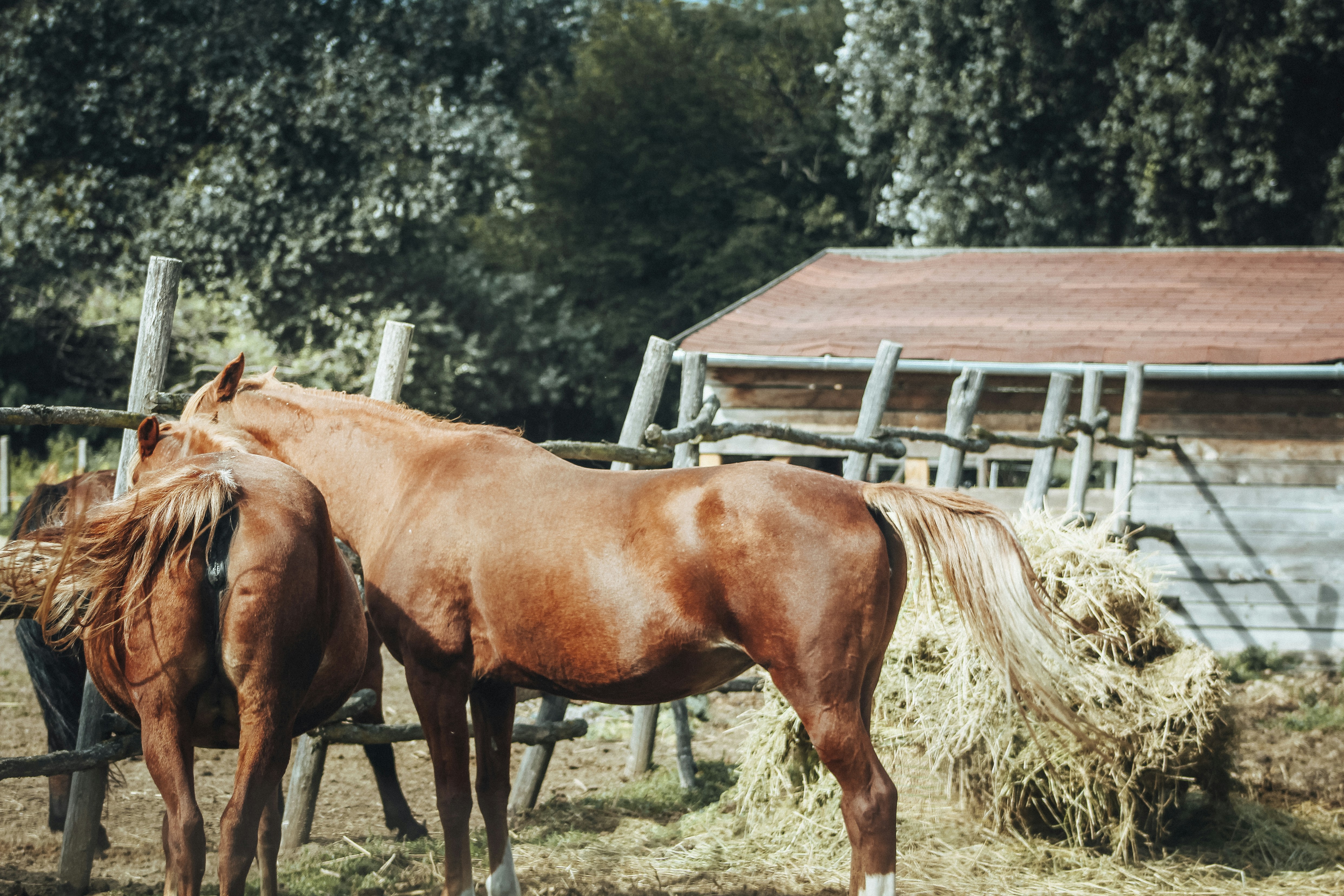Two chestnut horses interacting in a rustic pasture, framed by a wooden fence and a quaint shed. The scene captures the tranquility of rural life.