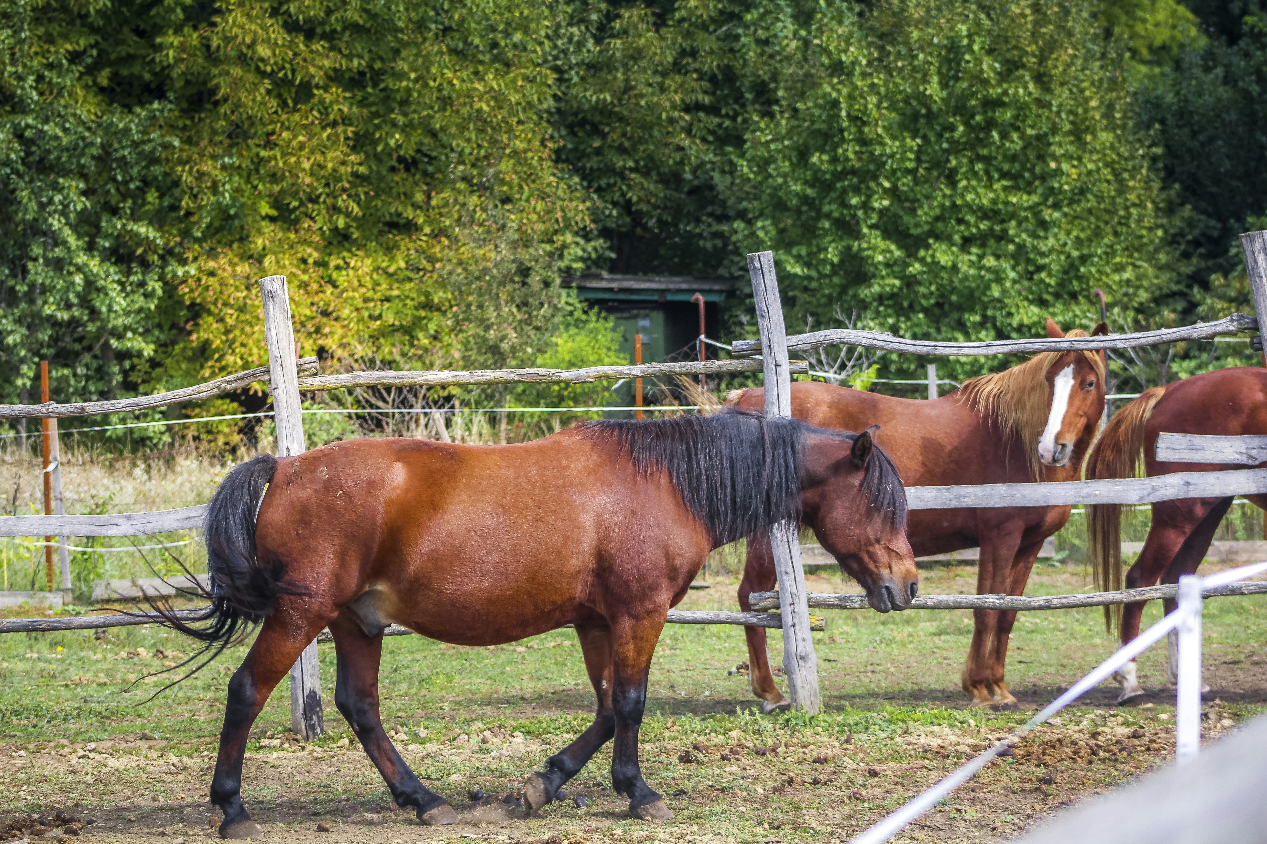 Brown horses standing in a fenced paddock