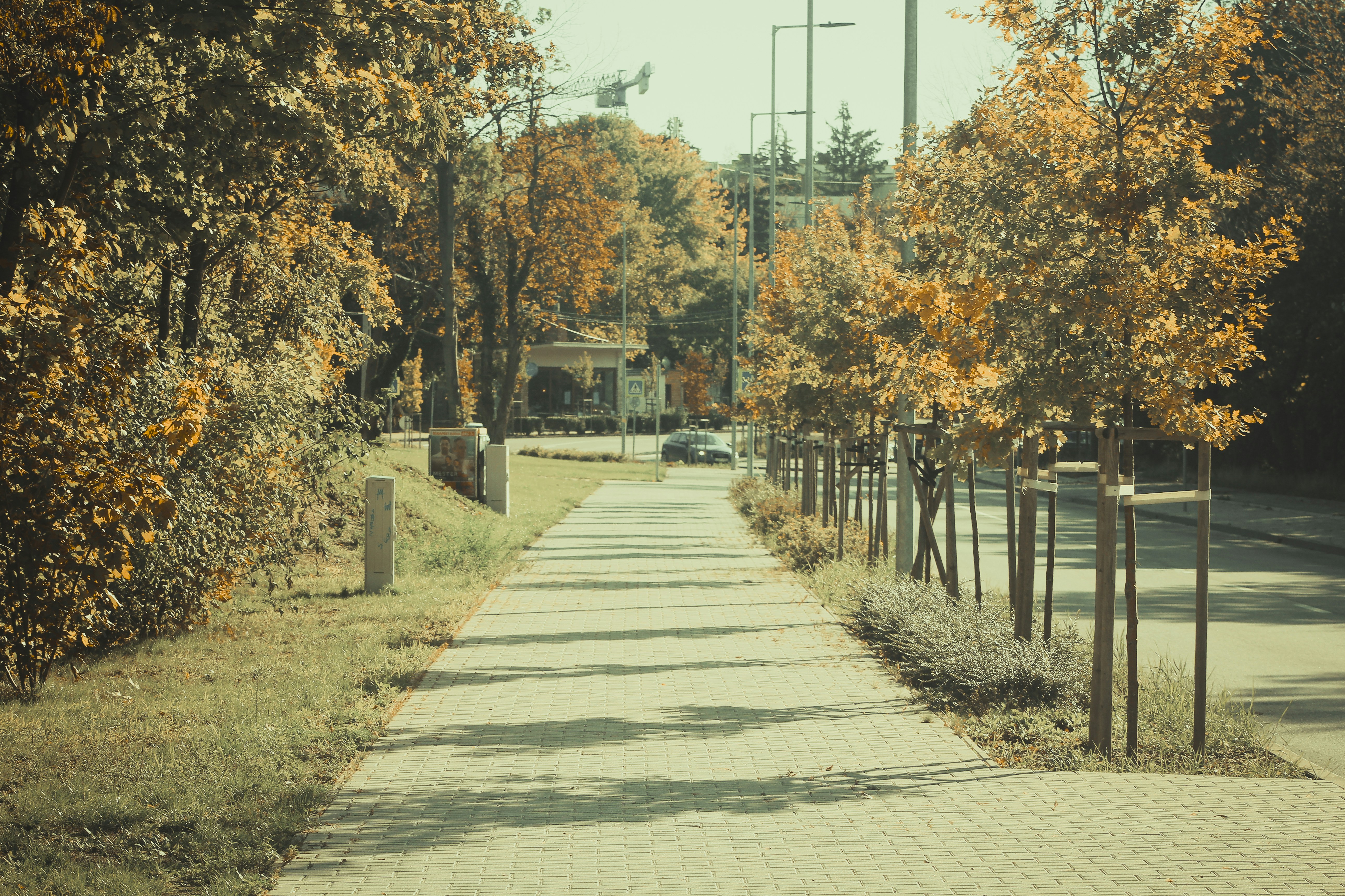 Autumn's Whisper Along the Path