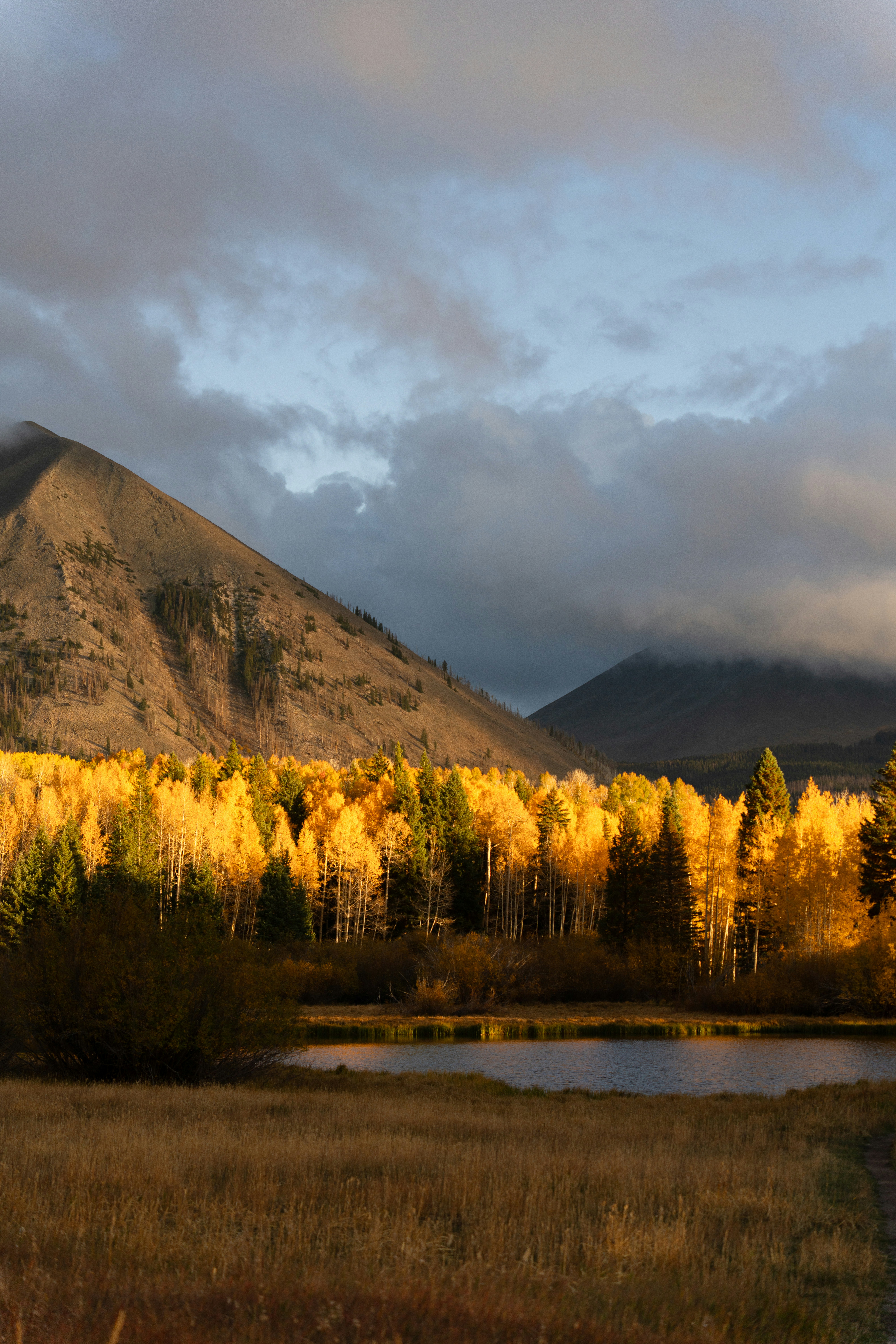 Autumn's Embrace: A Symphony of Gold and Green