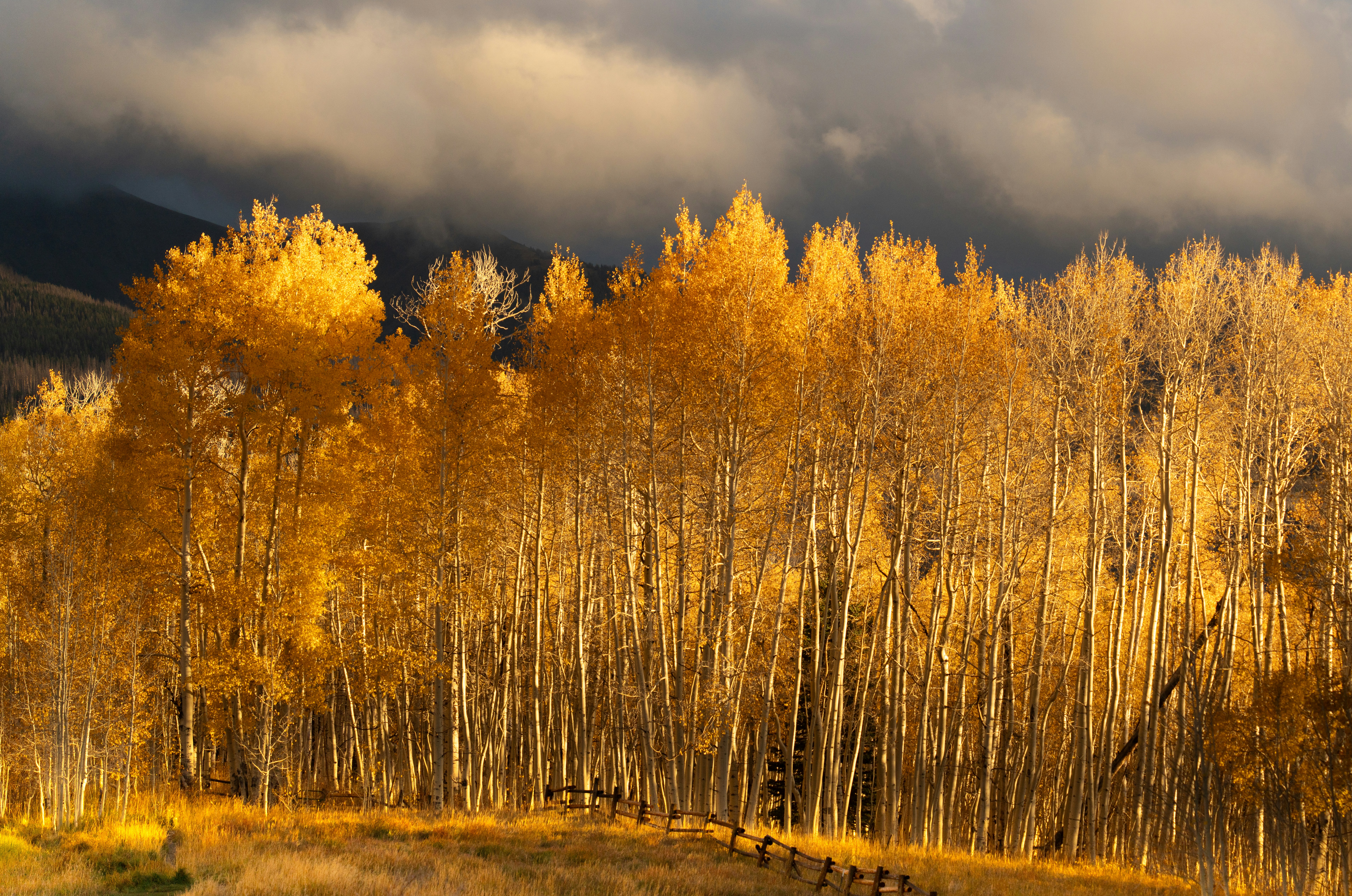 Vibrant aspen trees adorned in golden leaves contrast against dark, moody clouds in a dramatic landscape.