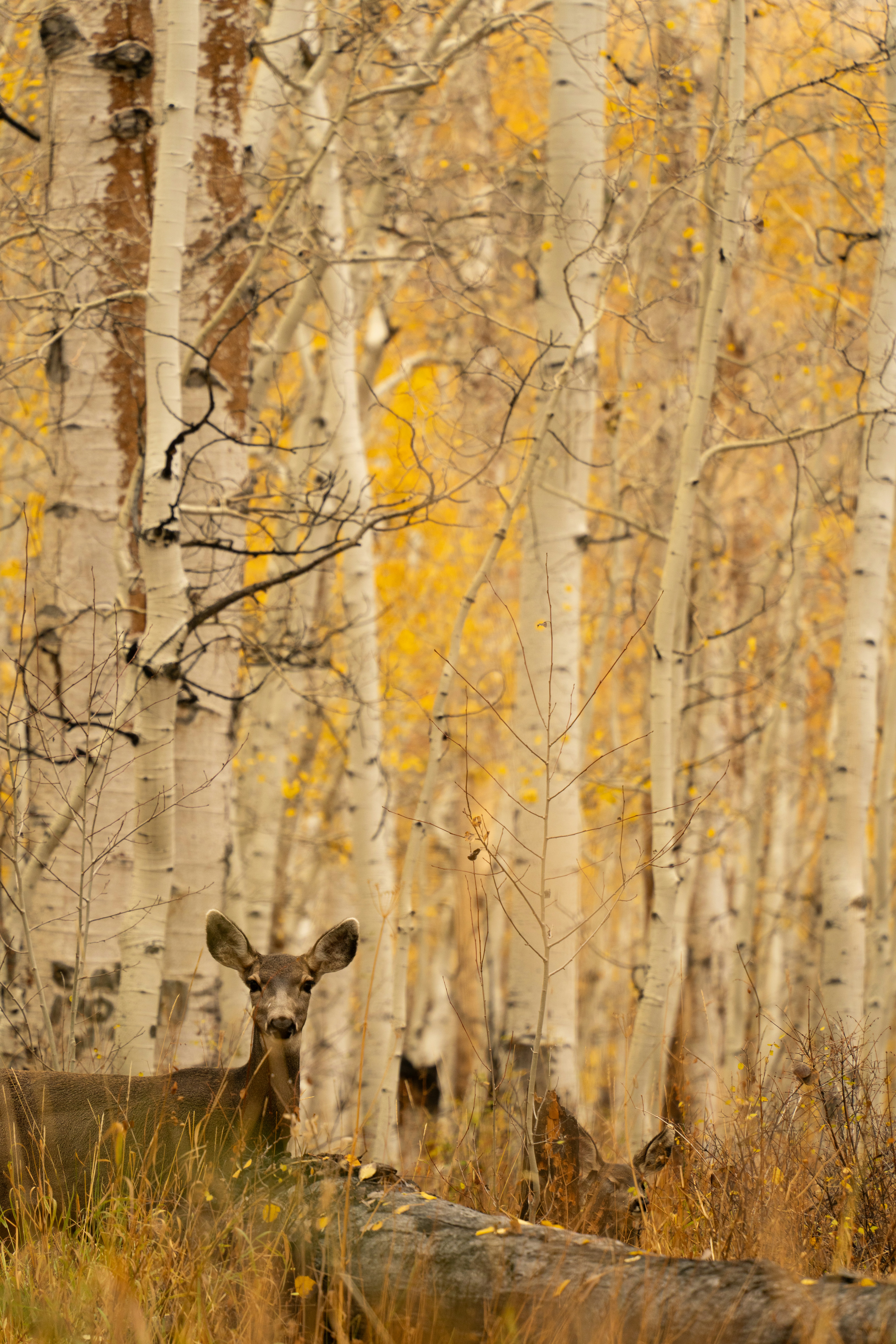Deer peeking through birch trees in autumn