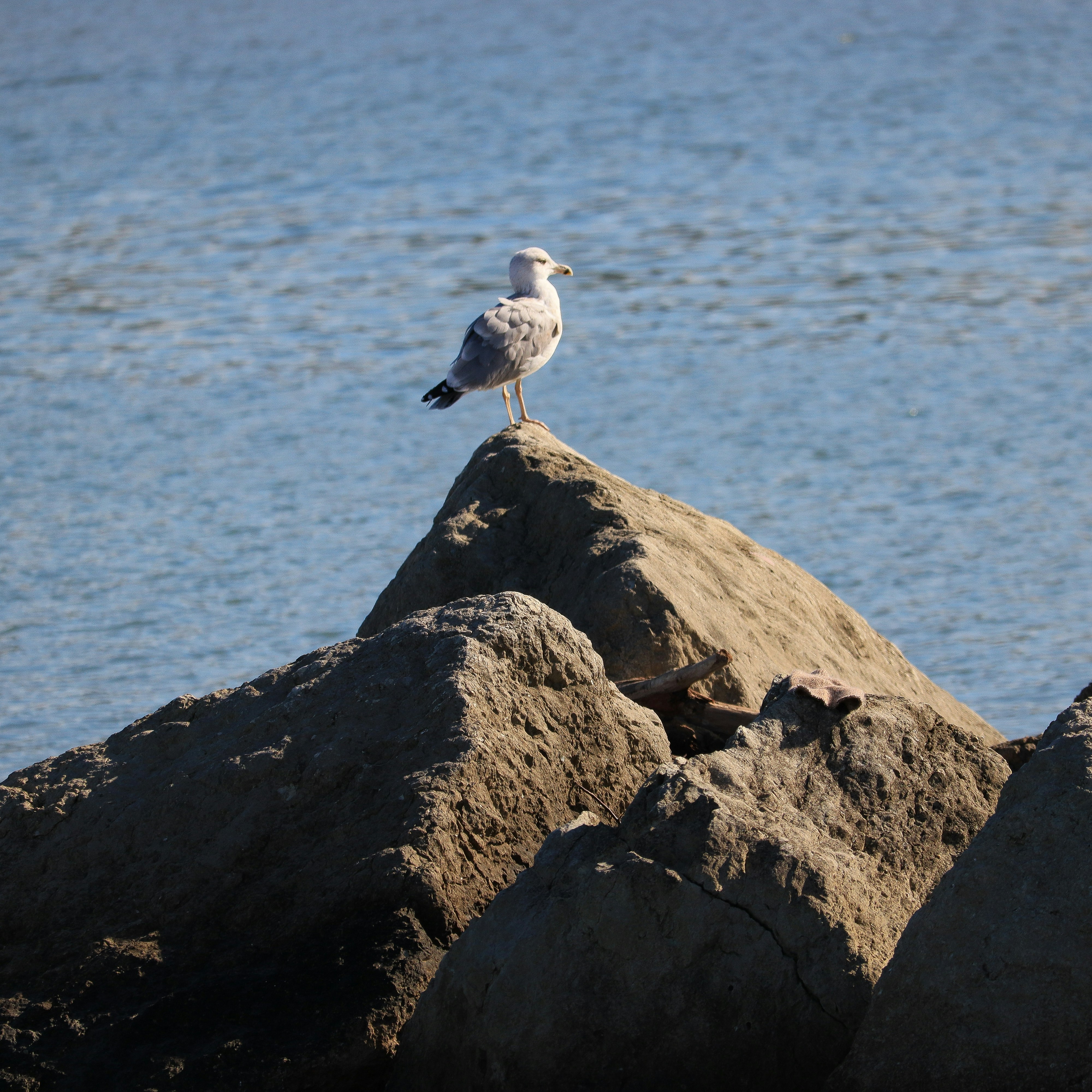 Seagull's Solitary Perch on Rocky Shoreline