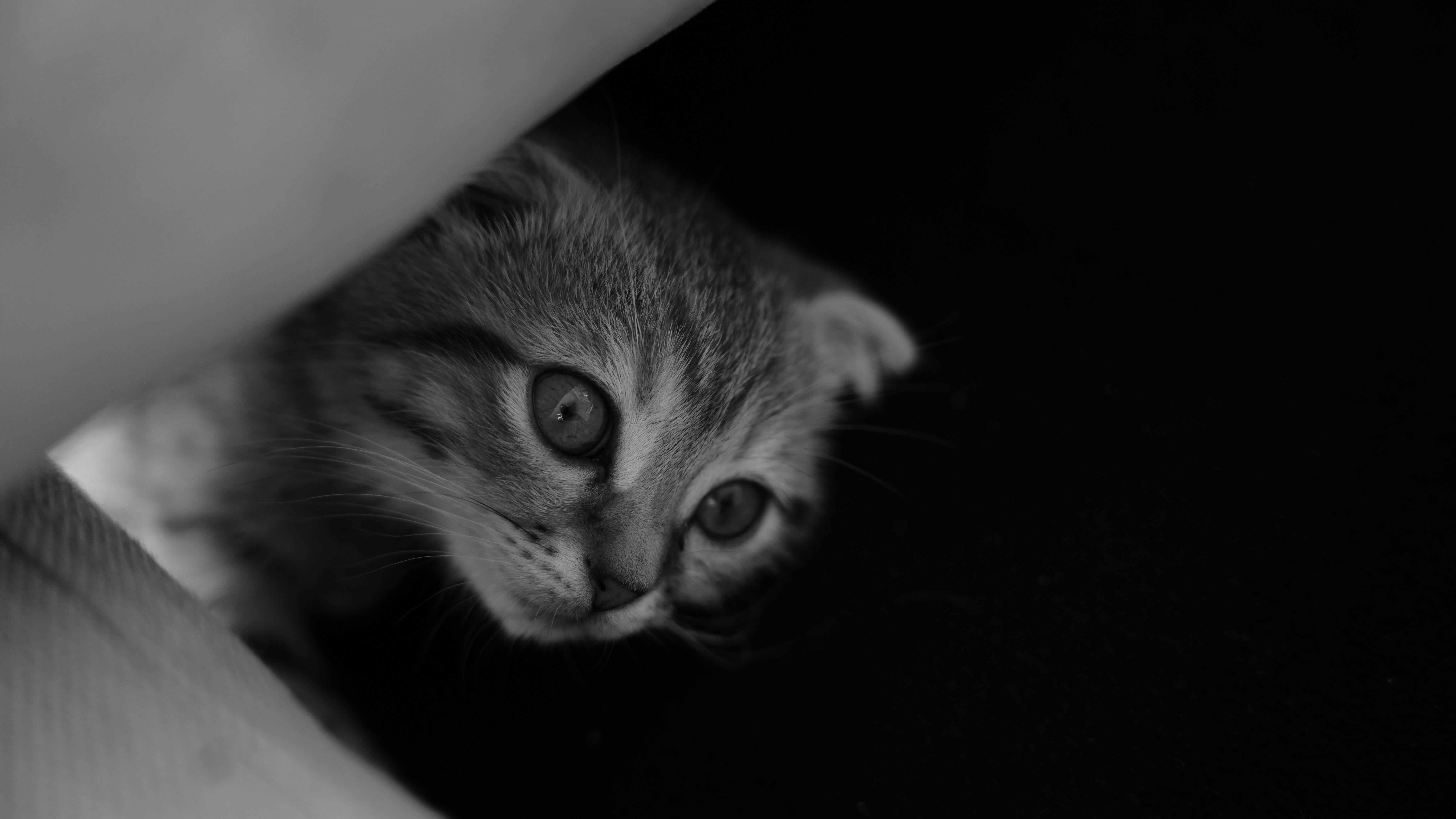Mrs. Müjgan | A curious kitten peeking from behind a surface.