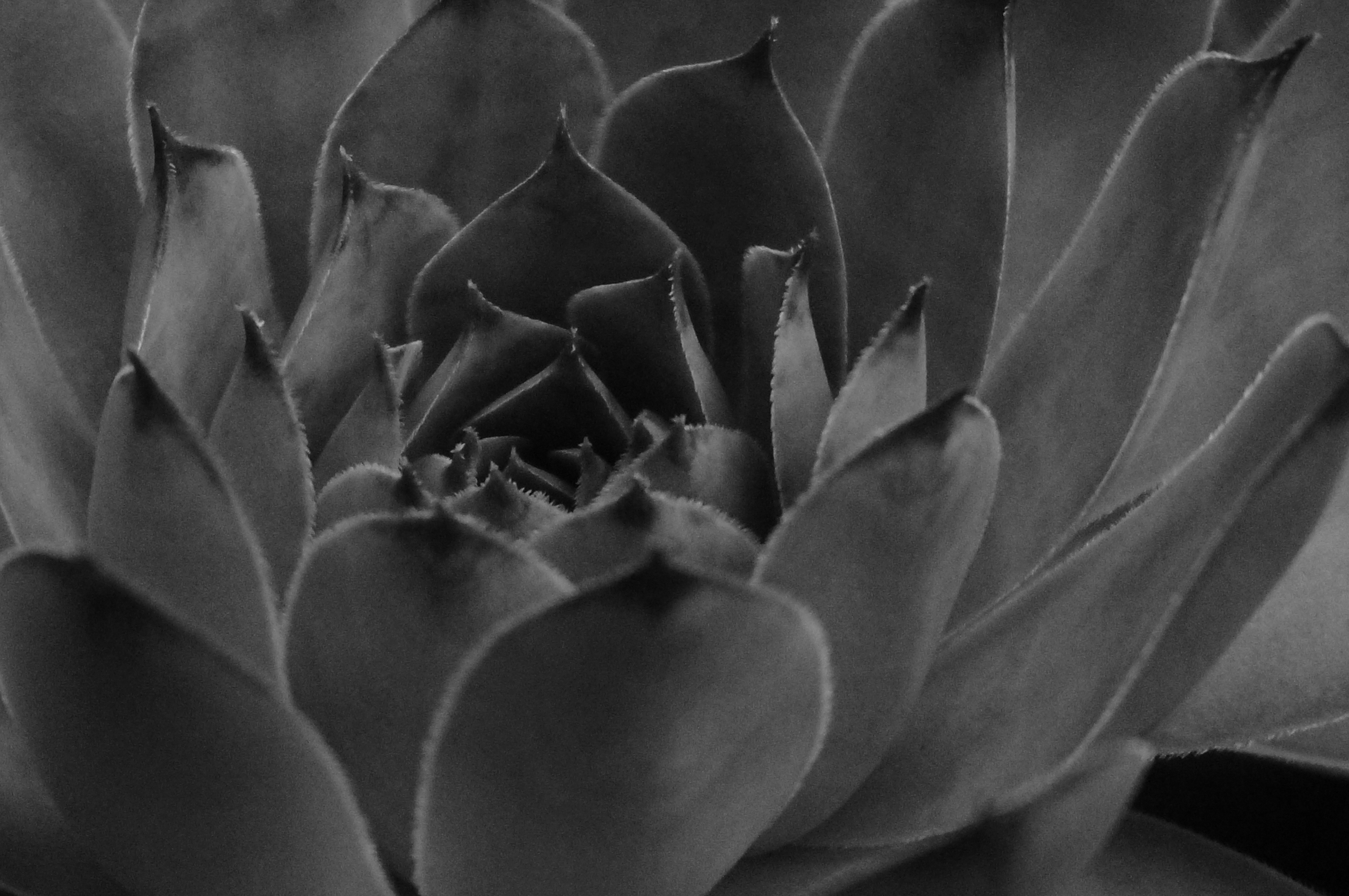 Close-up of a succulent plant's leaves