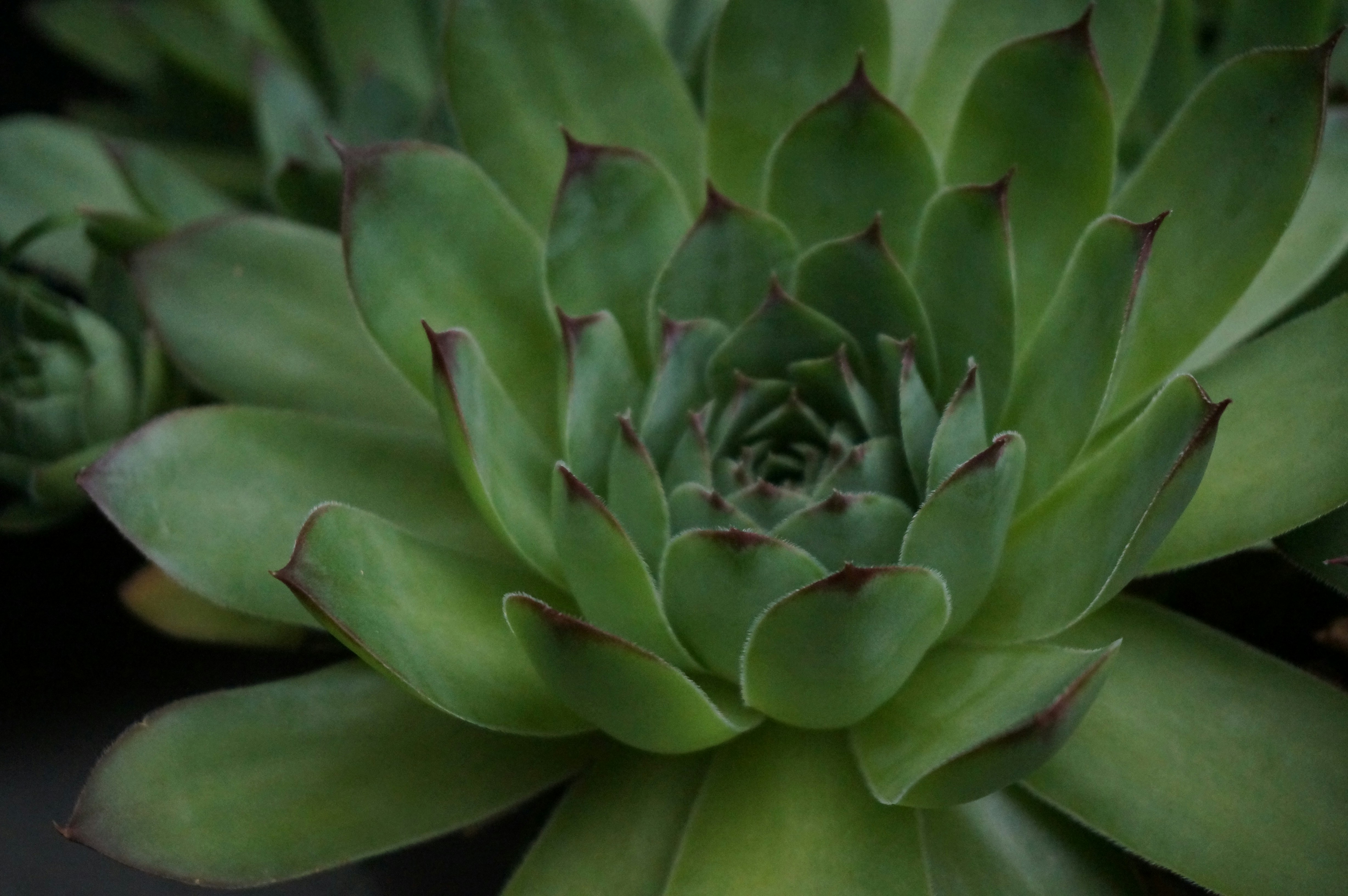 Close-up of a green succulent plant