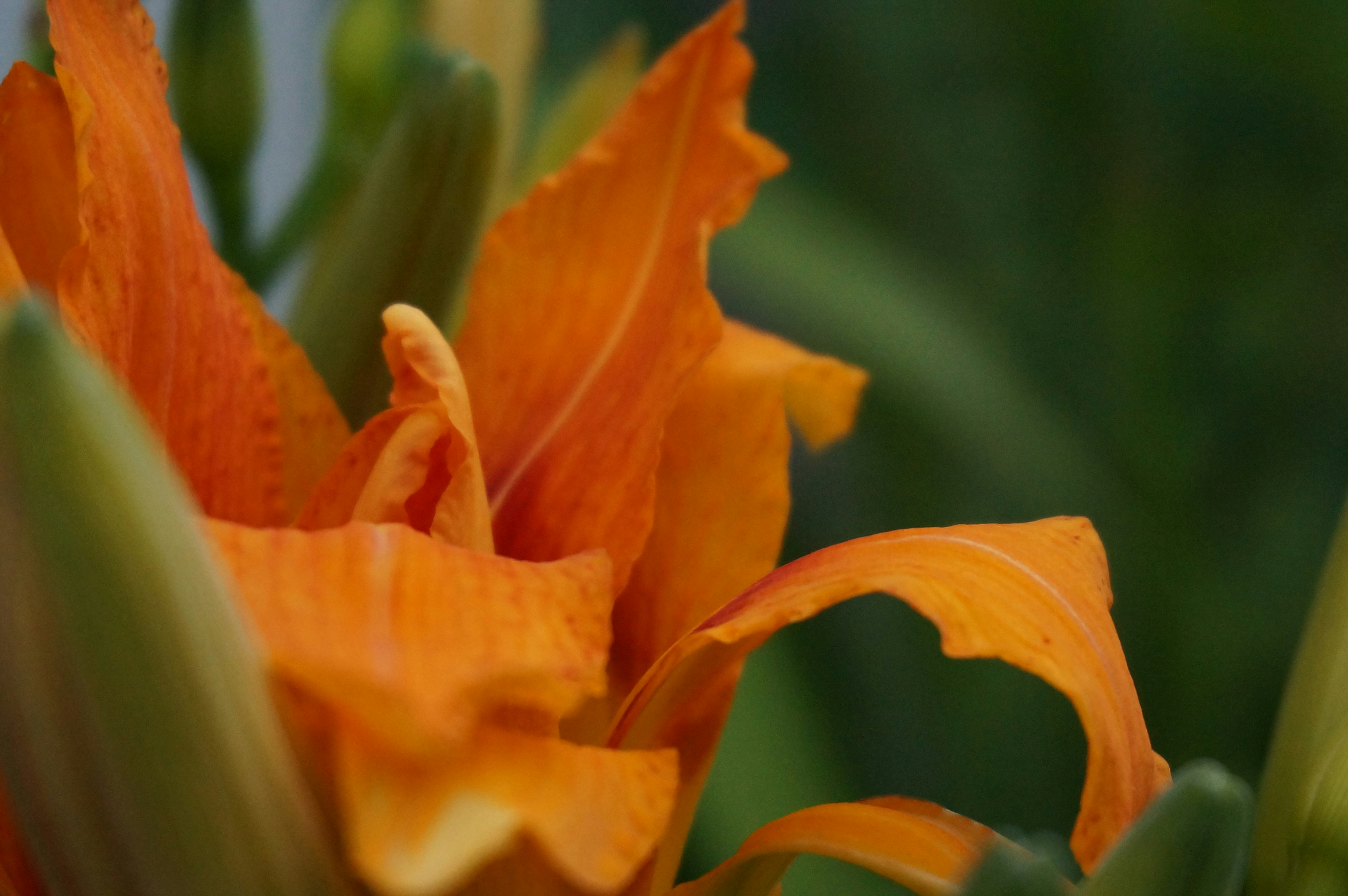 Close-up of vibrant orange flower petals, showcasing intricate textures and shapes against a blurred green background.
