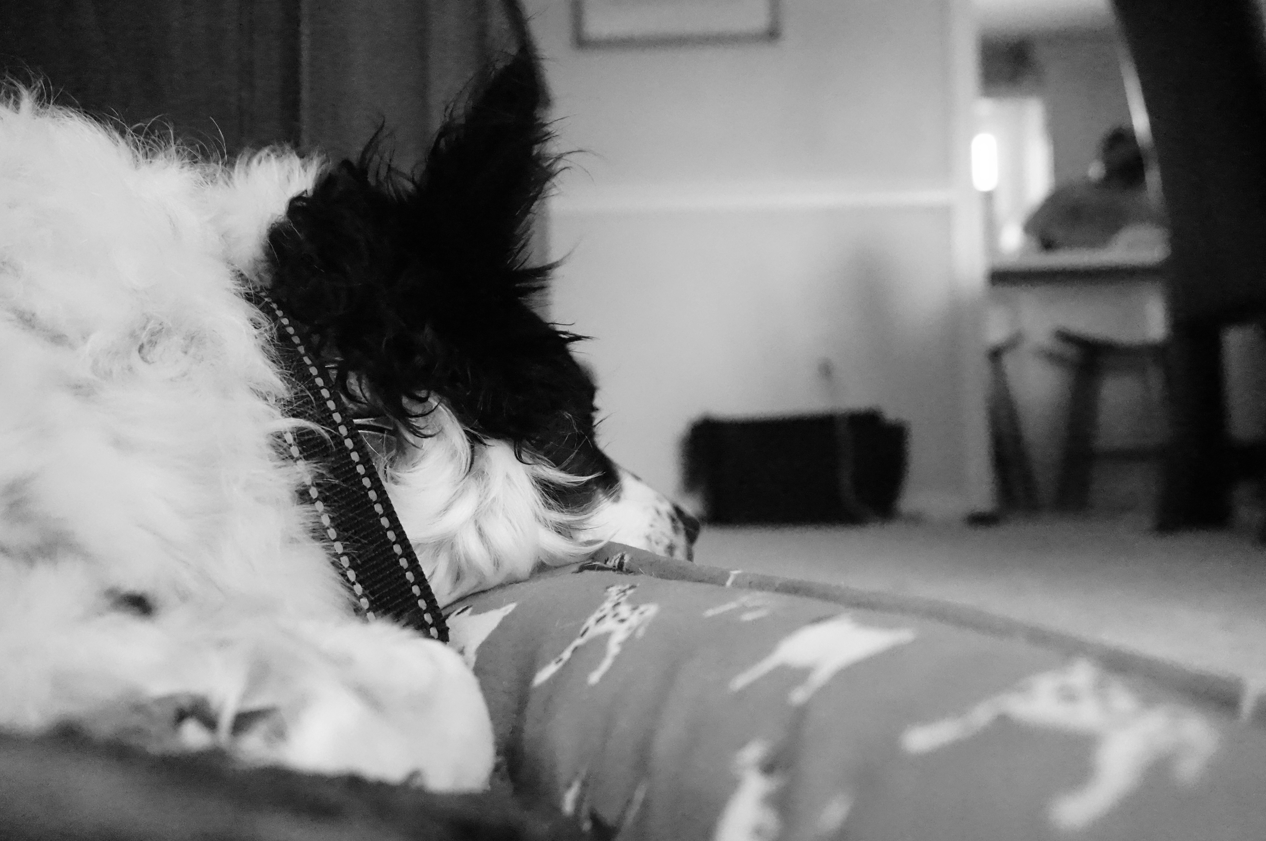 A black and white dog rests on a patterned sofa.