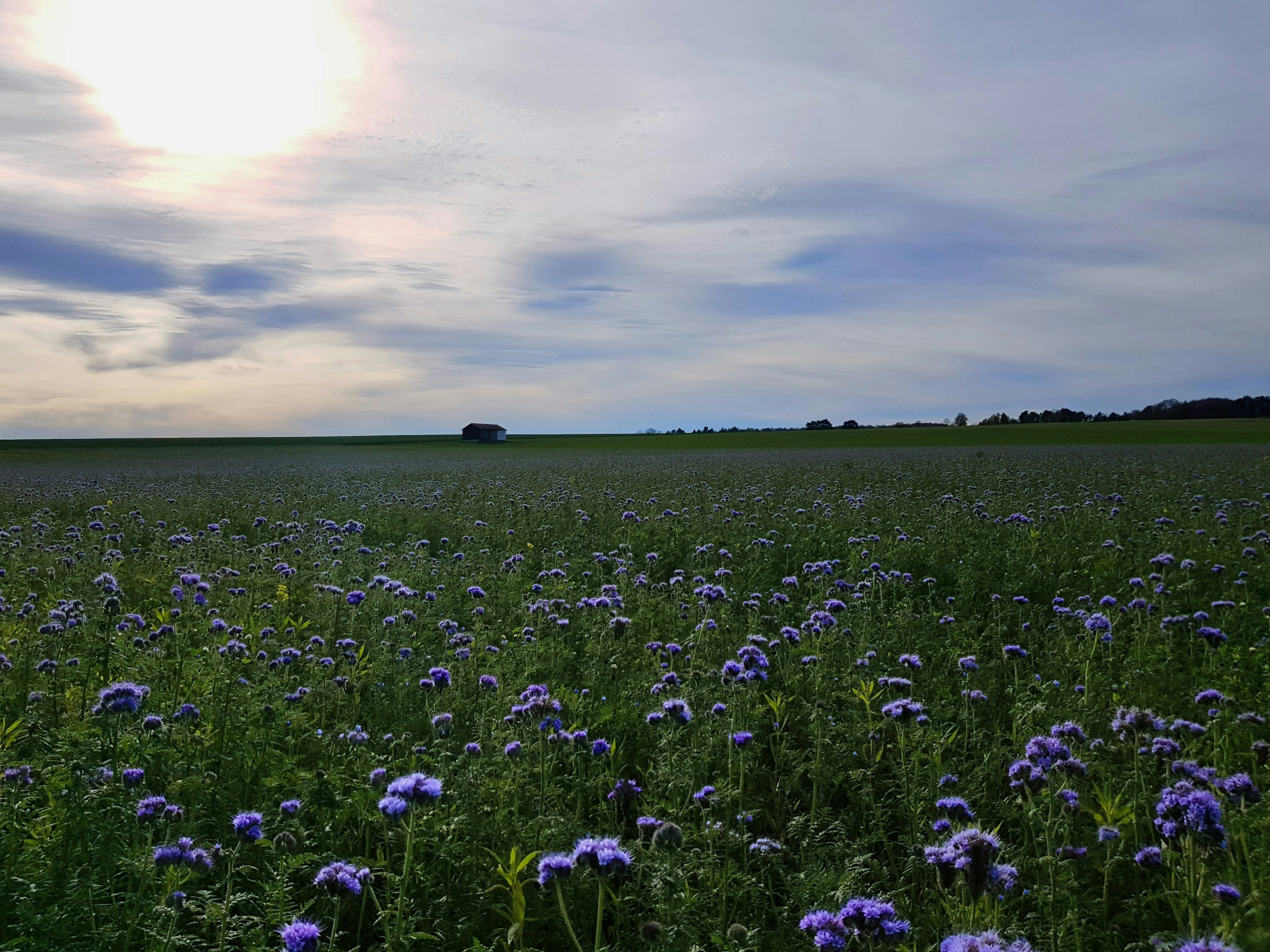 Whispers of the Meadow: A Floral Symphony